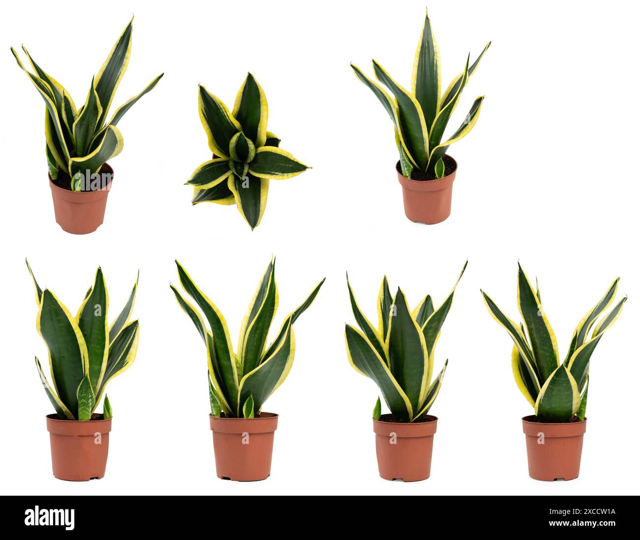 Trifasciata plant in pot different views isolated on studio background ...