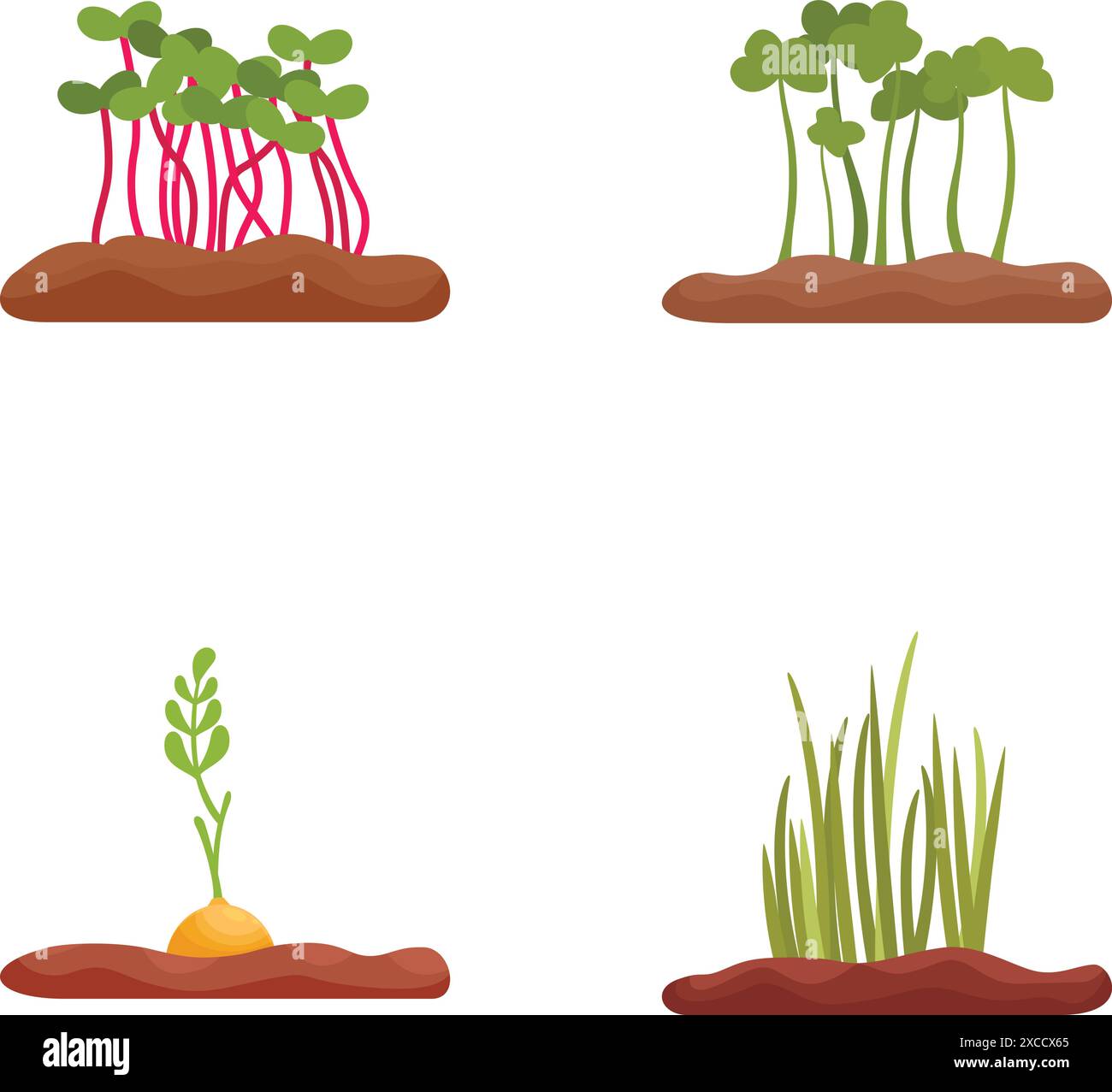 Illustrated stages of growth for vegetable plants, perfect for ...