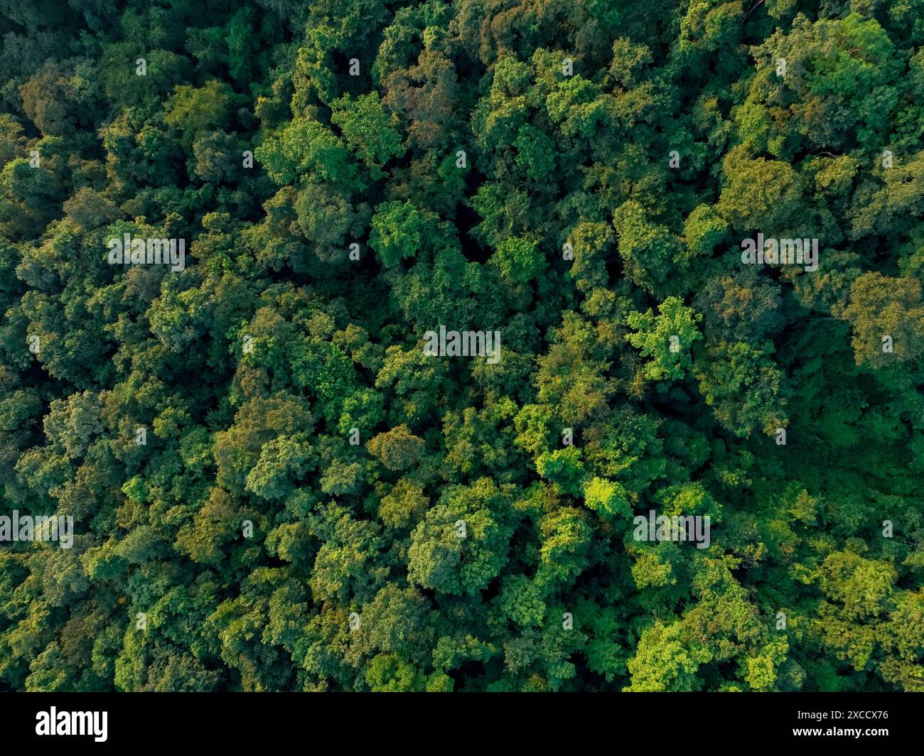 Aerial top view of green trees in forest. Drone view of dense green ...