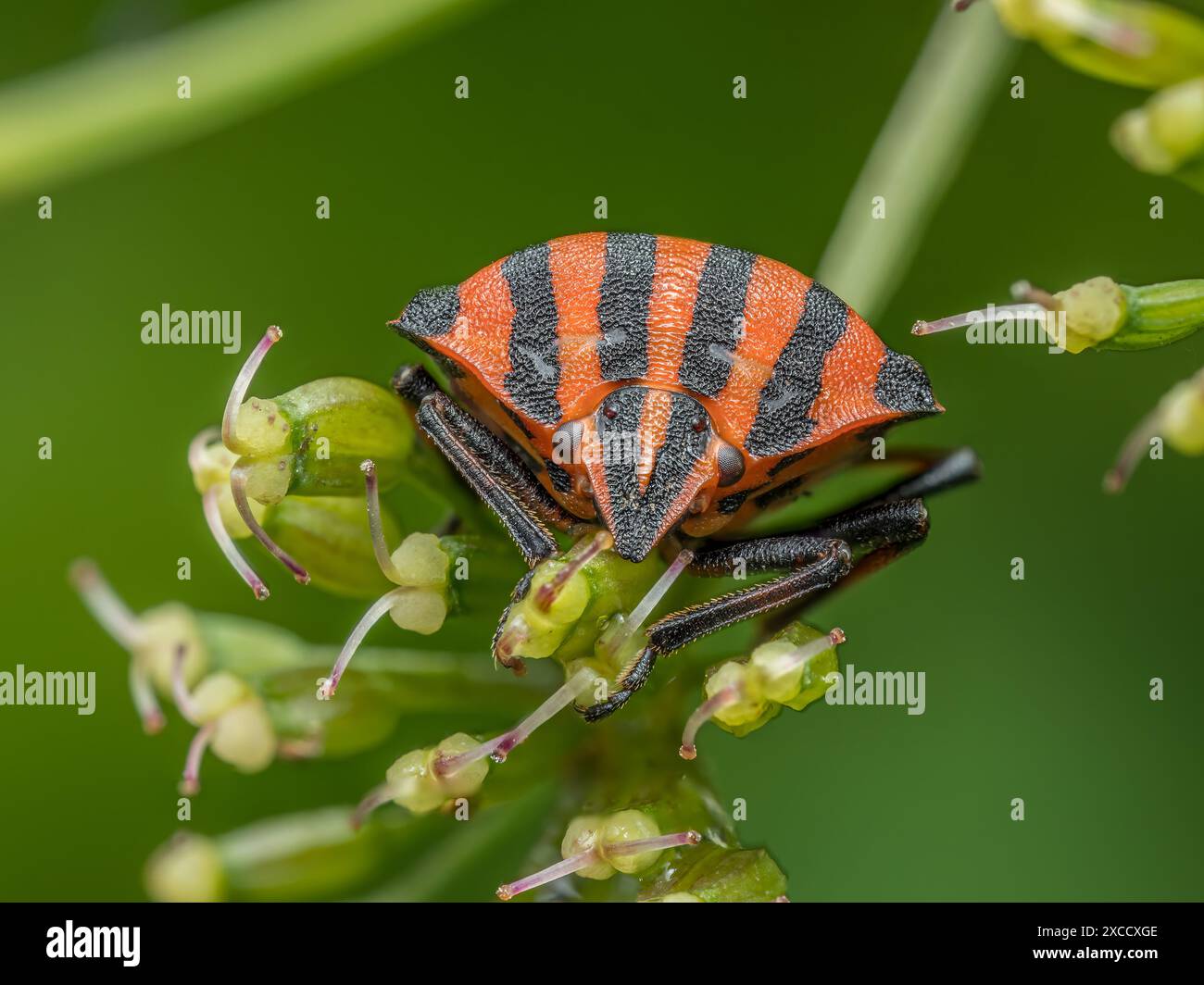 Closeup shot of European Striped Shield Bug on a plant stem Stock Photo ...