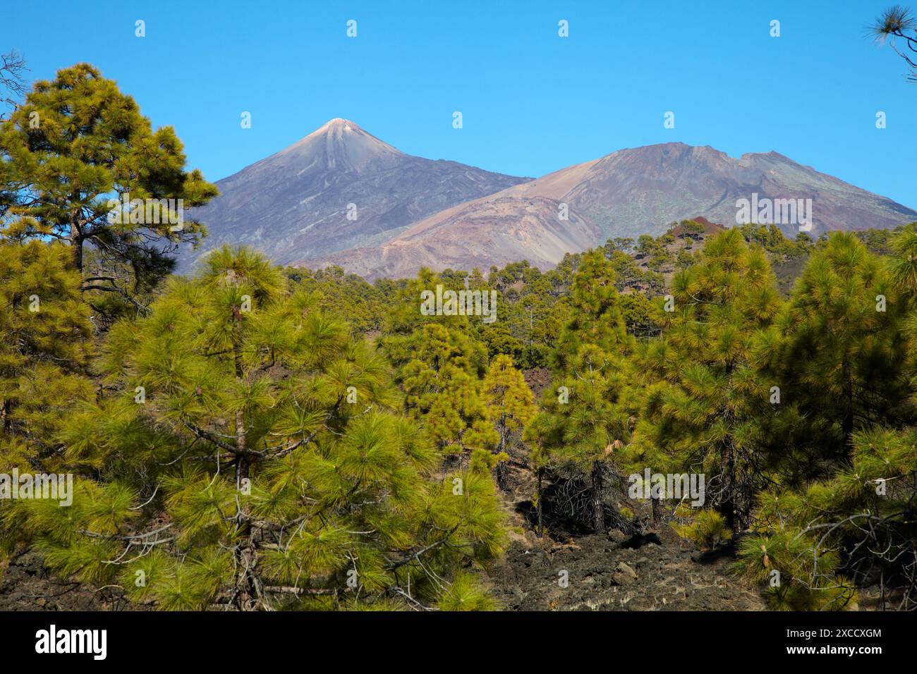 Pinus Canariensis, Pino canario, Pico del Teide, El Teide National Park ...