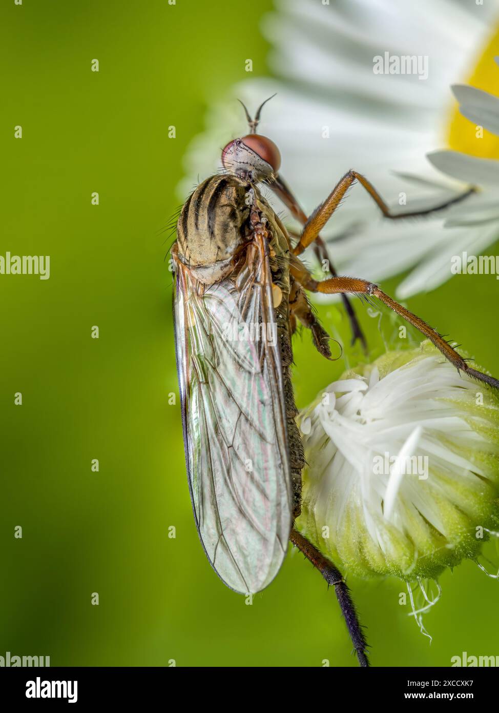 Closeup of a dance fly sitting on a flower bud Stock Photo - Alamy