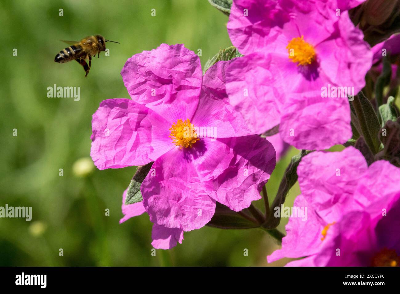 Pink Cistus x incanus syn Cistus x pulverulentus and Honey Bee flying ...