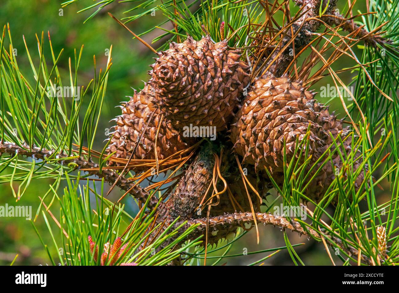 Table Nountain Pine cones Stock Photo - Alamy