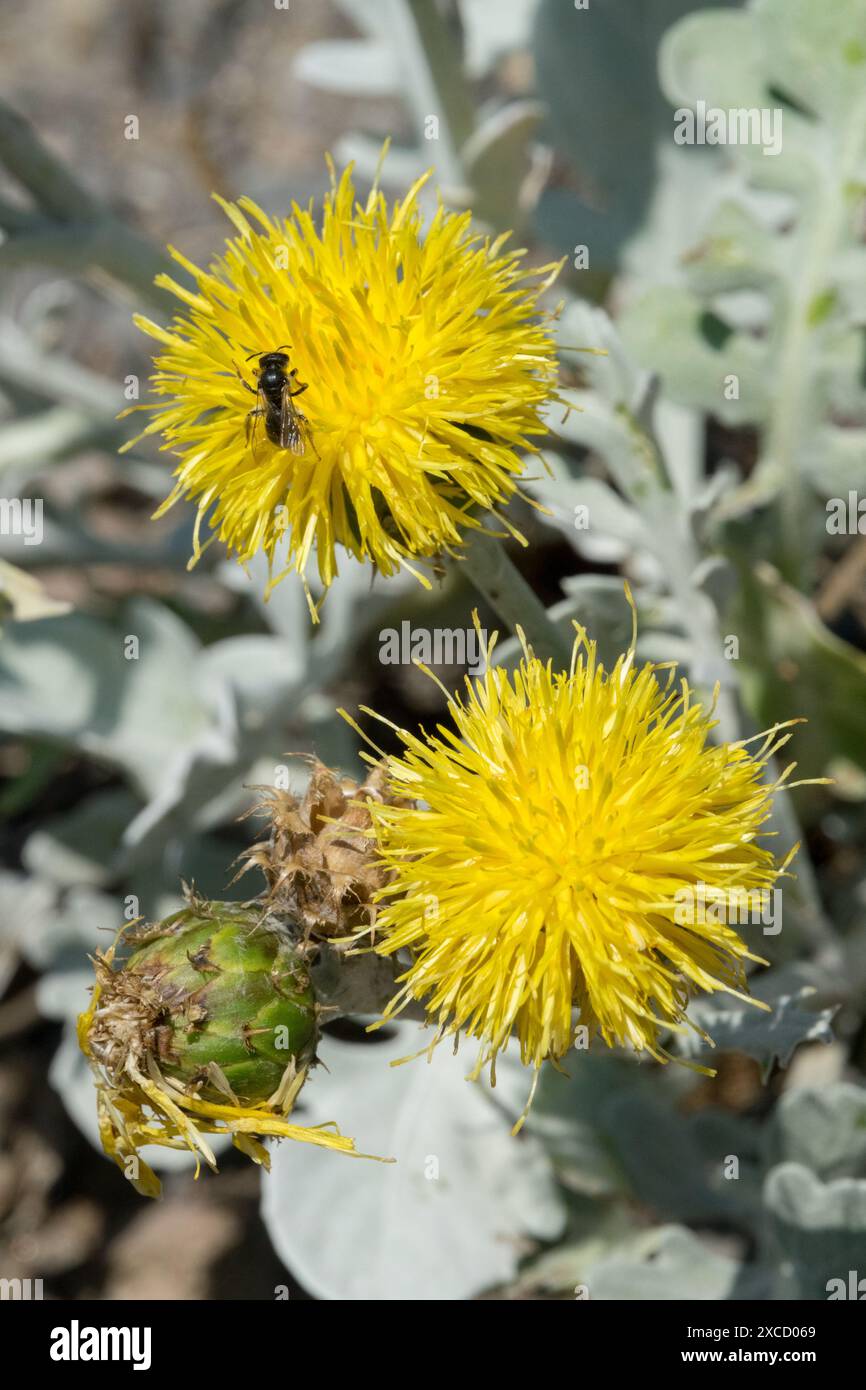 Silver knapweed centaurea ragusina hi-res stock photography and images ...