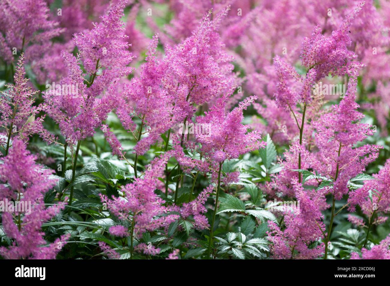 False spirea astilbe simplicifolia hennie graafland hi-res stock ...