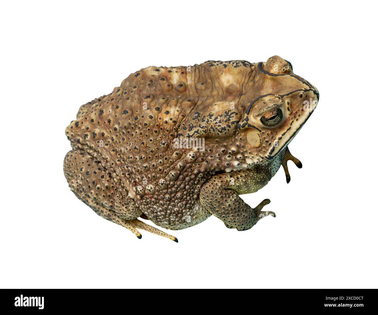 Gray toad is isolated on white background with clipping path Stock ...