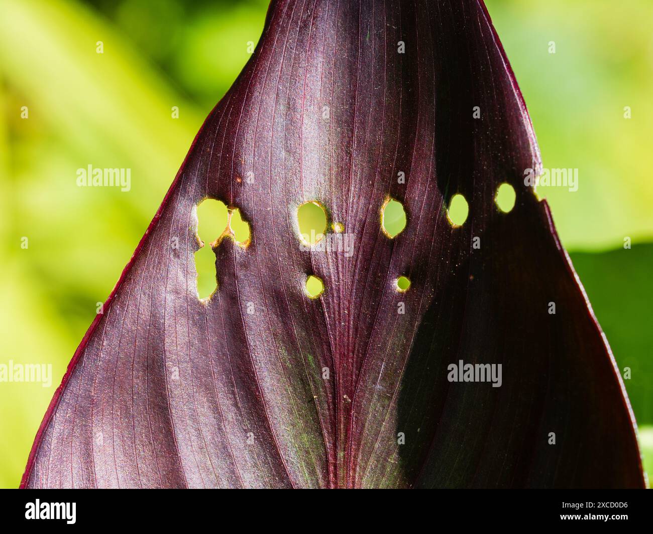 Slug and snail damage hi-res stock photography and images - Alamy