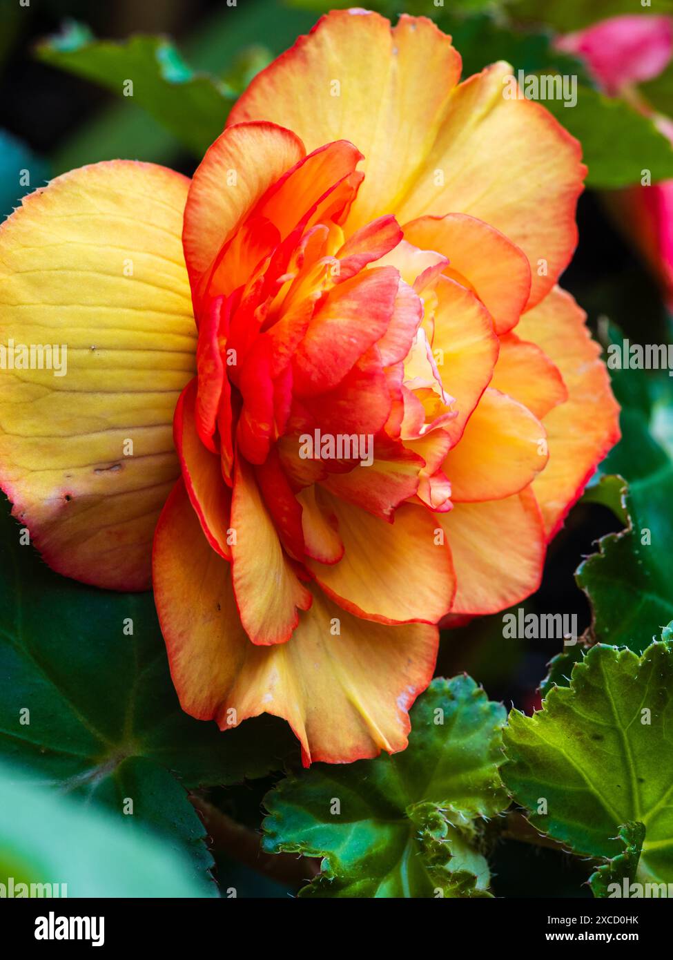 Begonia Tuberhybrida Illumination Lemon