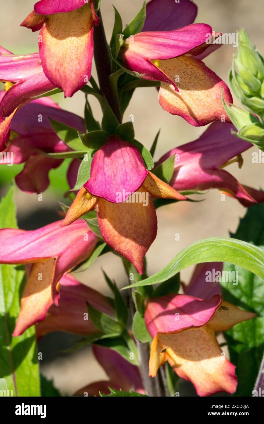 Digiplexis flowers hi-res stock photography and images - Alamy