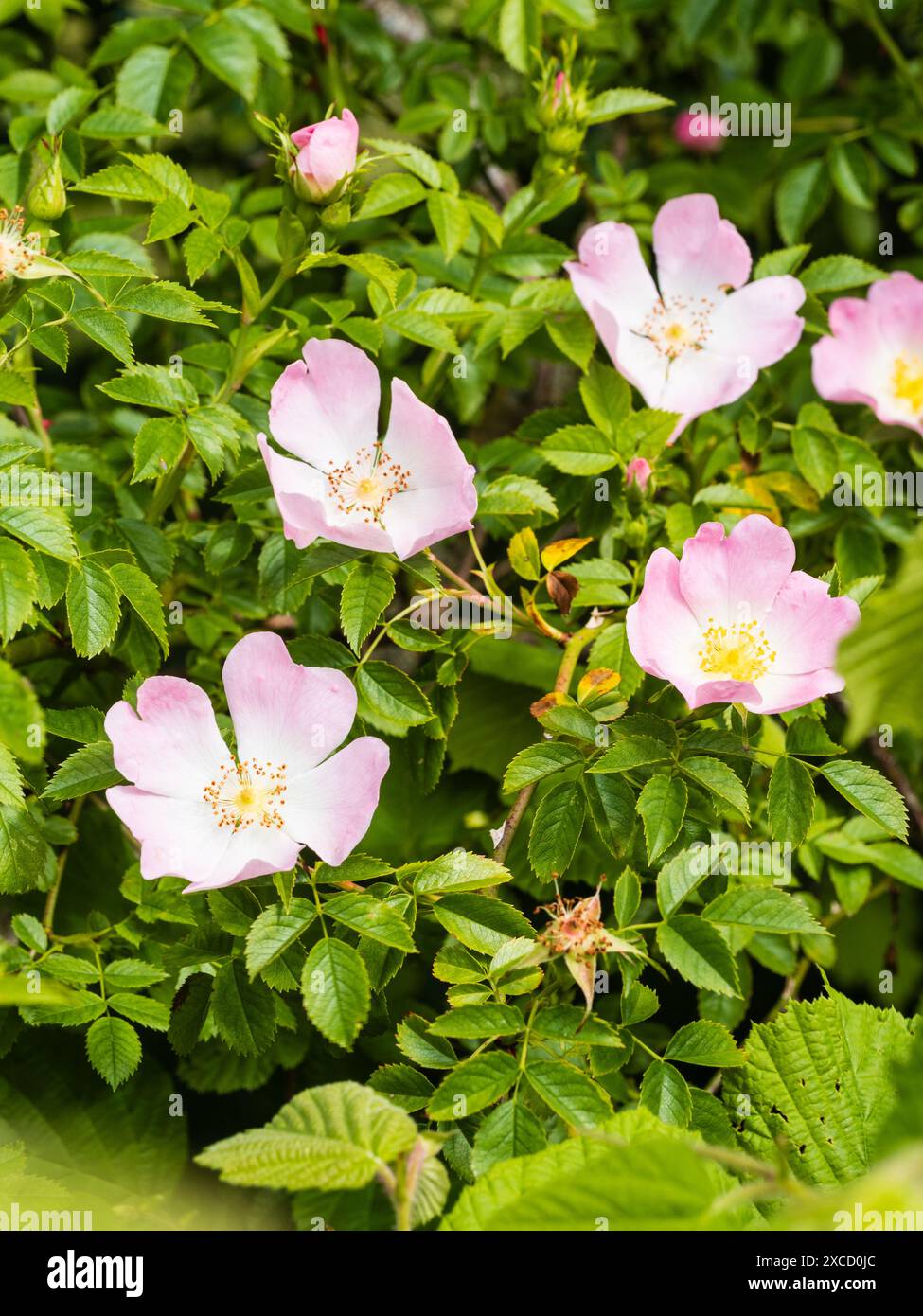 Pale pink flowers of the hardy dog rose, Rosa canina, a UK native ...