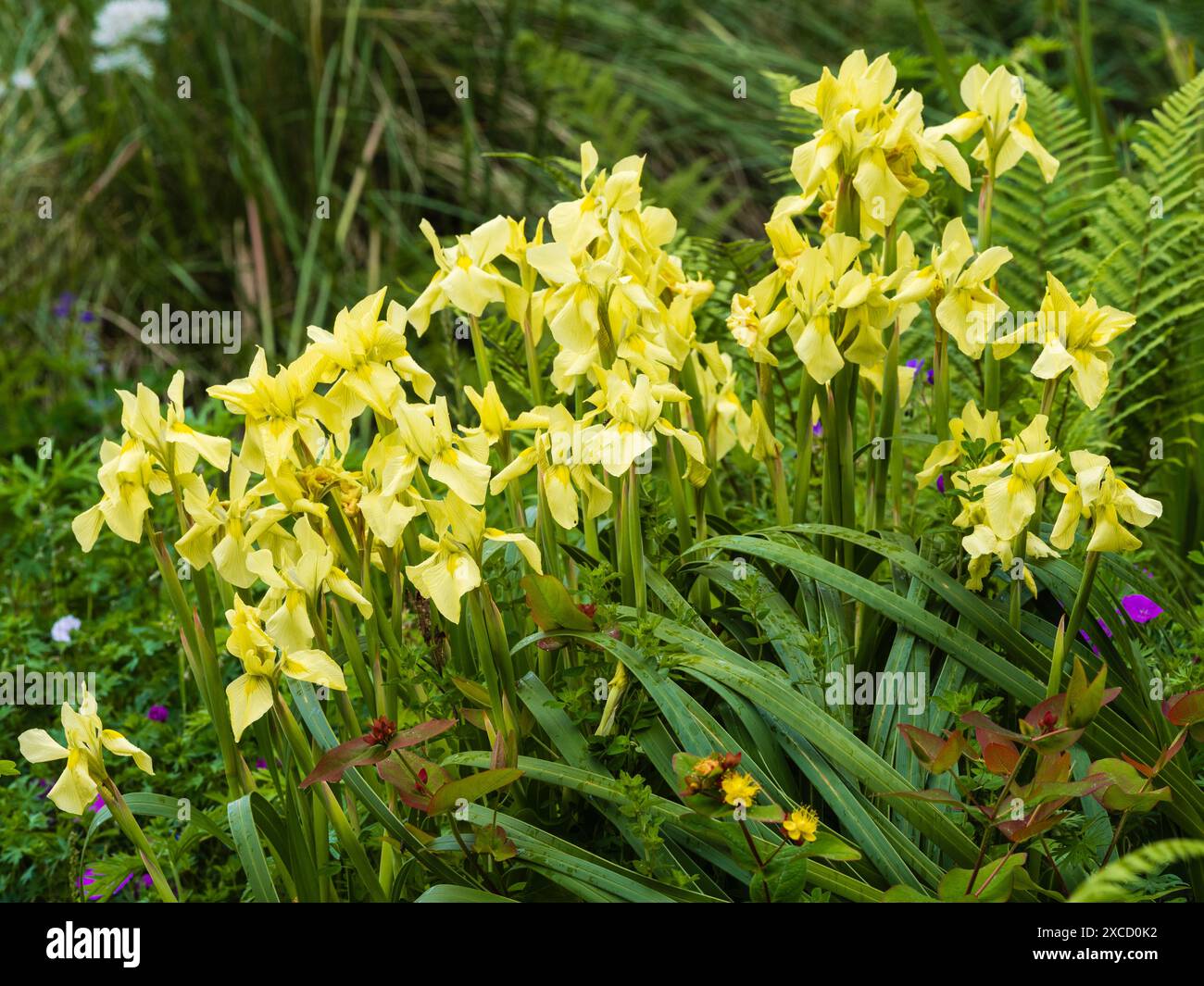 Yellow, early summer flowers of the cormous South African Moraea ...