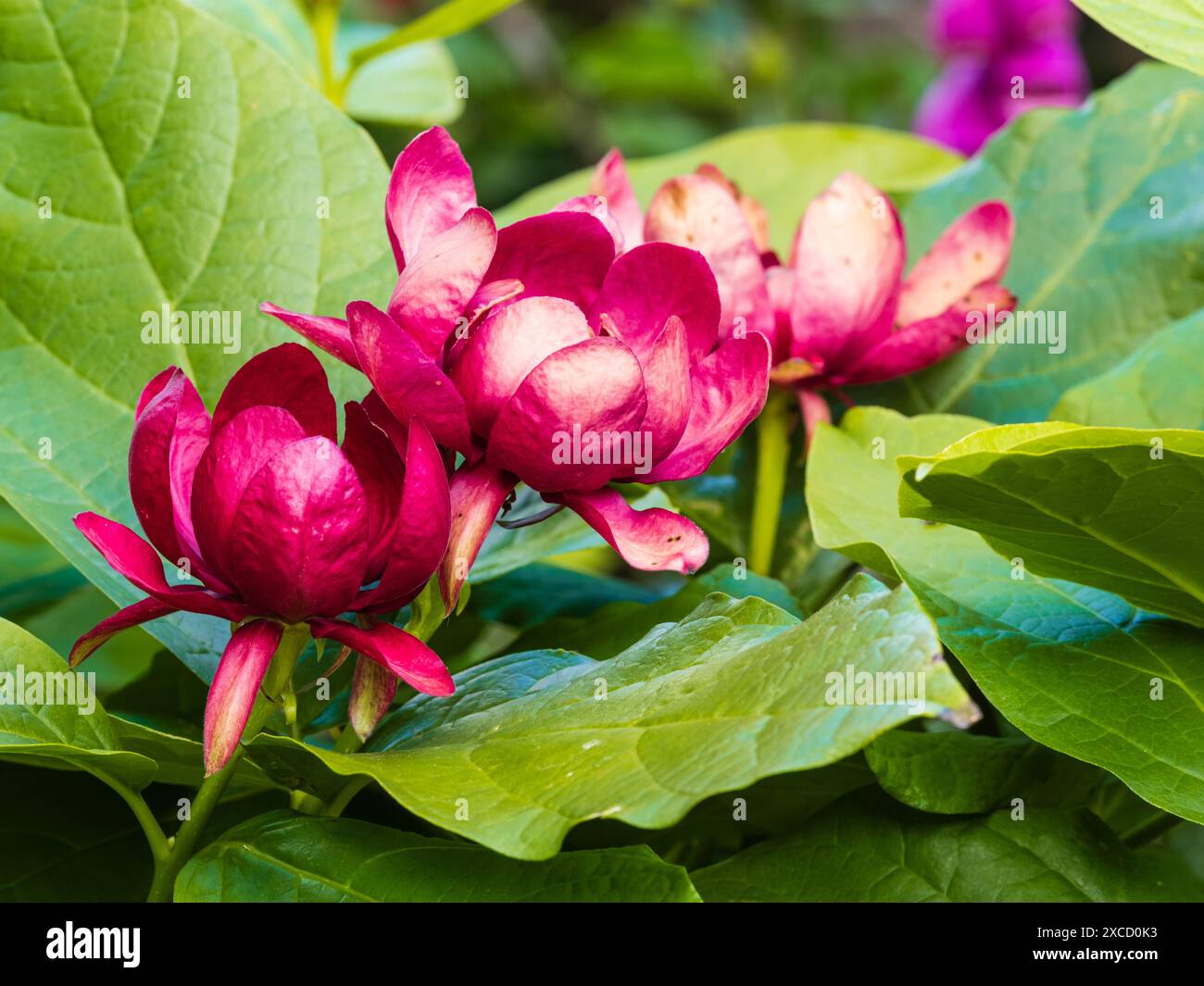 Red flowers of the aromatic hardy deciduous Carolina allspice shrub ...