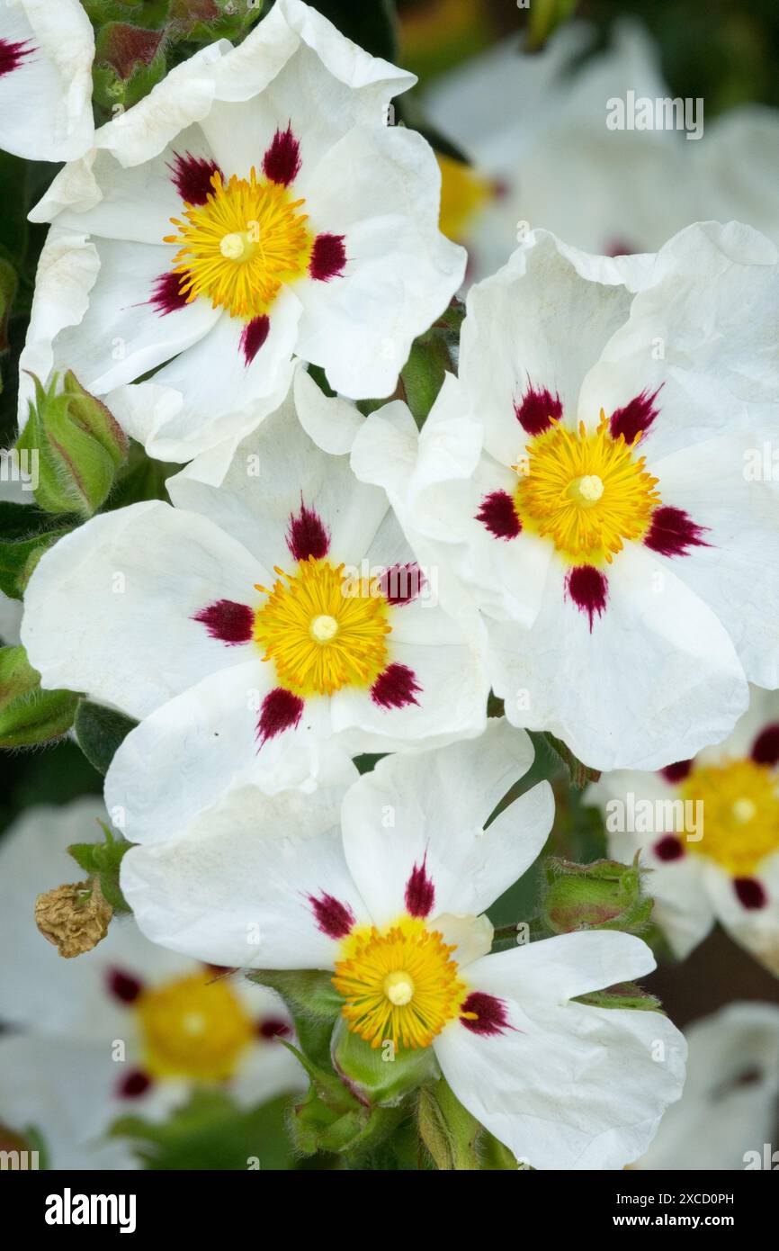 Common gum cistus x cyprius hi-res stock photography and images - Alamy
