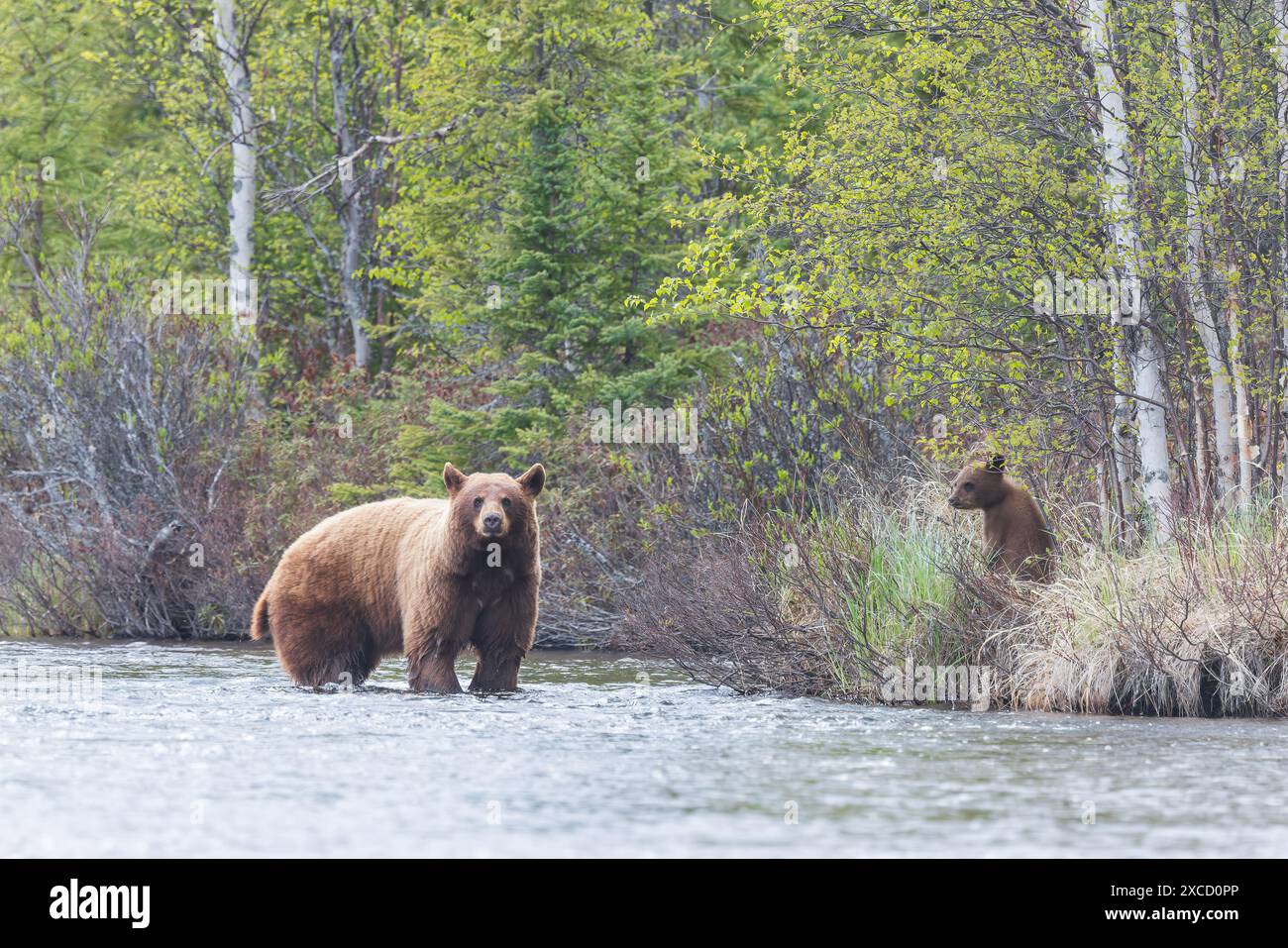 A black bear sow stands her ground, mid-stream, in a Saskatchewan river ...