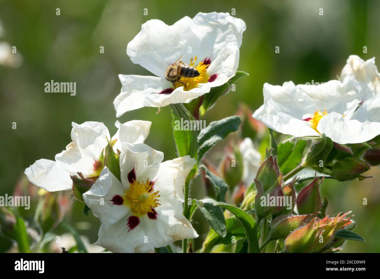 Rock Rose Cistus "Jessamy Beauty" White flower Stock Photo - Alamy
