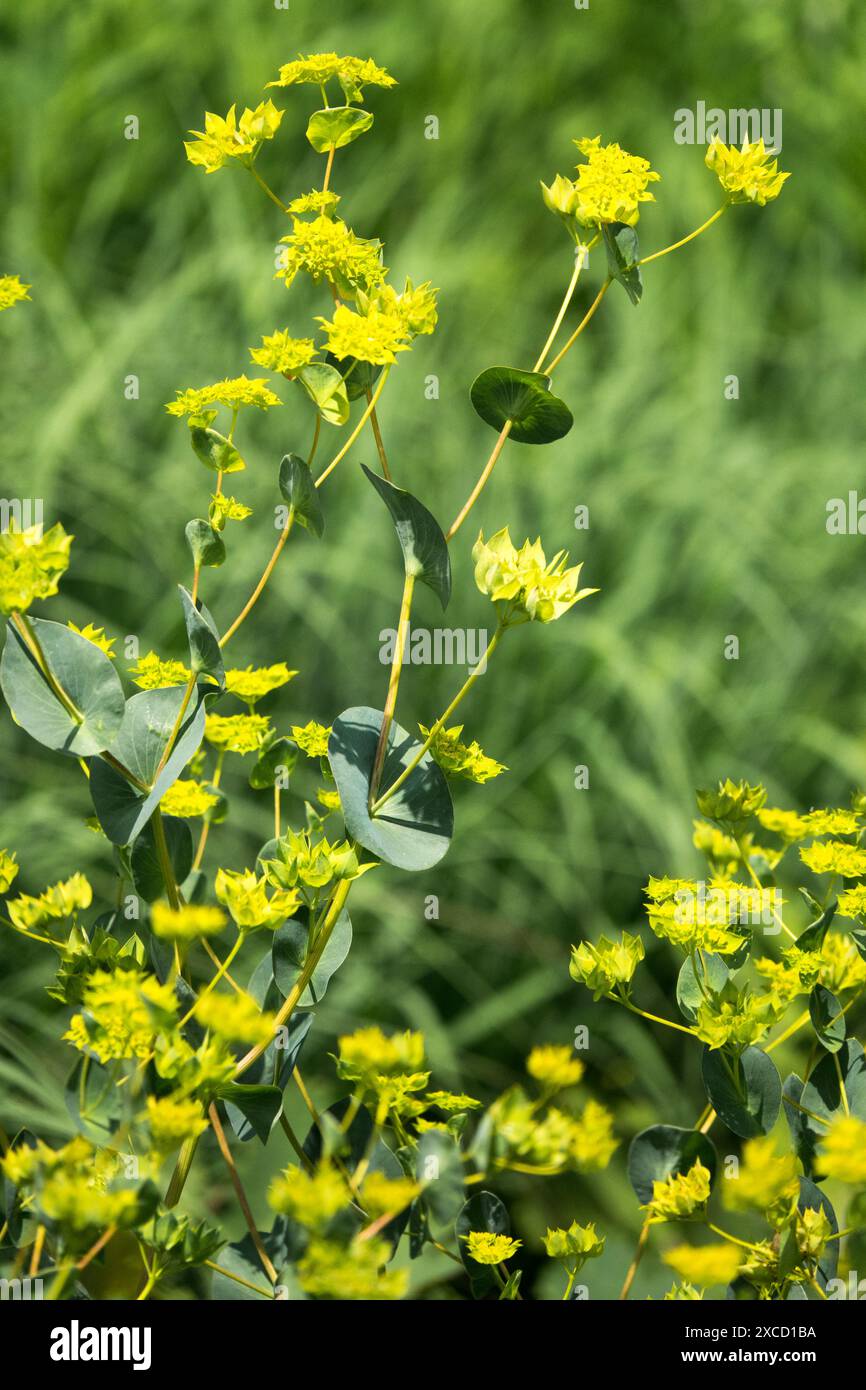 Hares Ear Bupleurum rotundifolium "Griffiti Stock Photo - Alamy