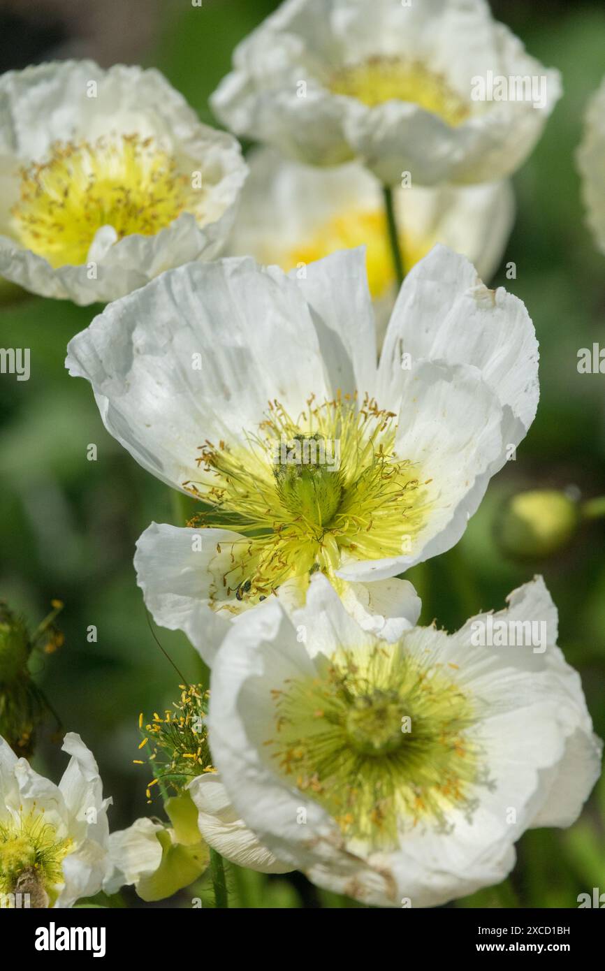Iceland Poppy Papaver nudicaule "Champagne Bubbles White Stock Photo ...