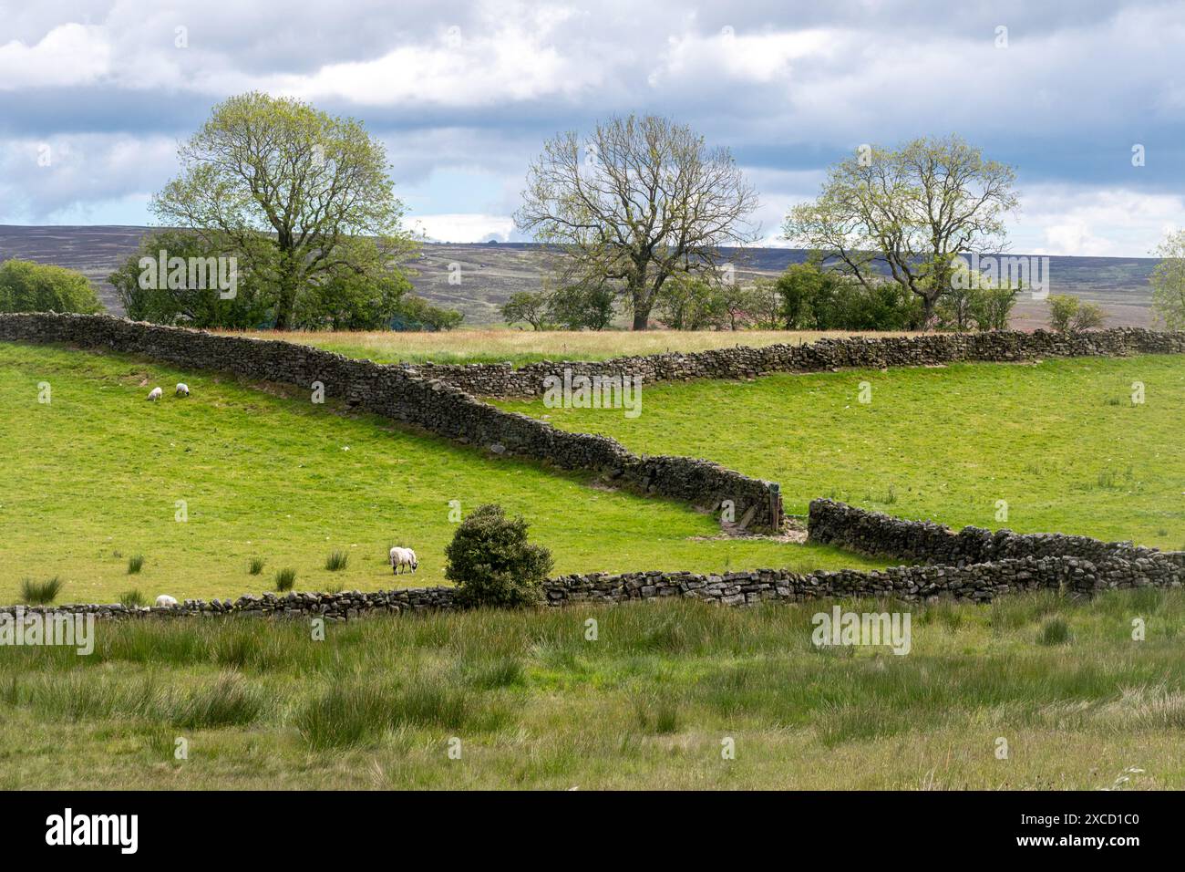 North York Moors National Park landscape, fields with dry stone walls ...
