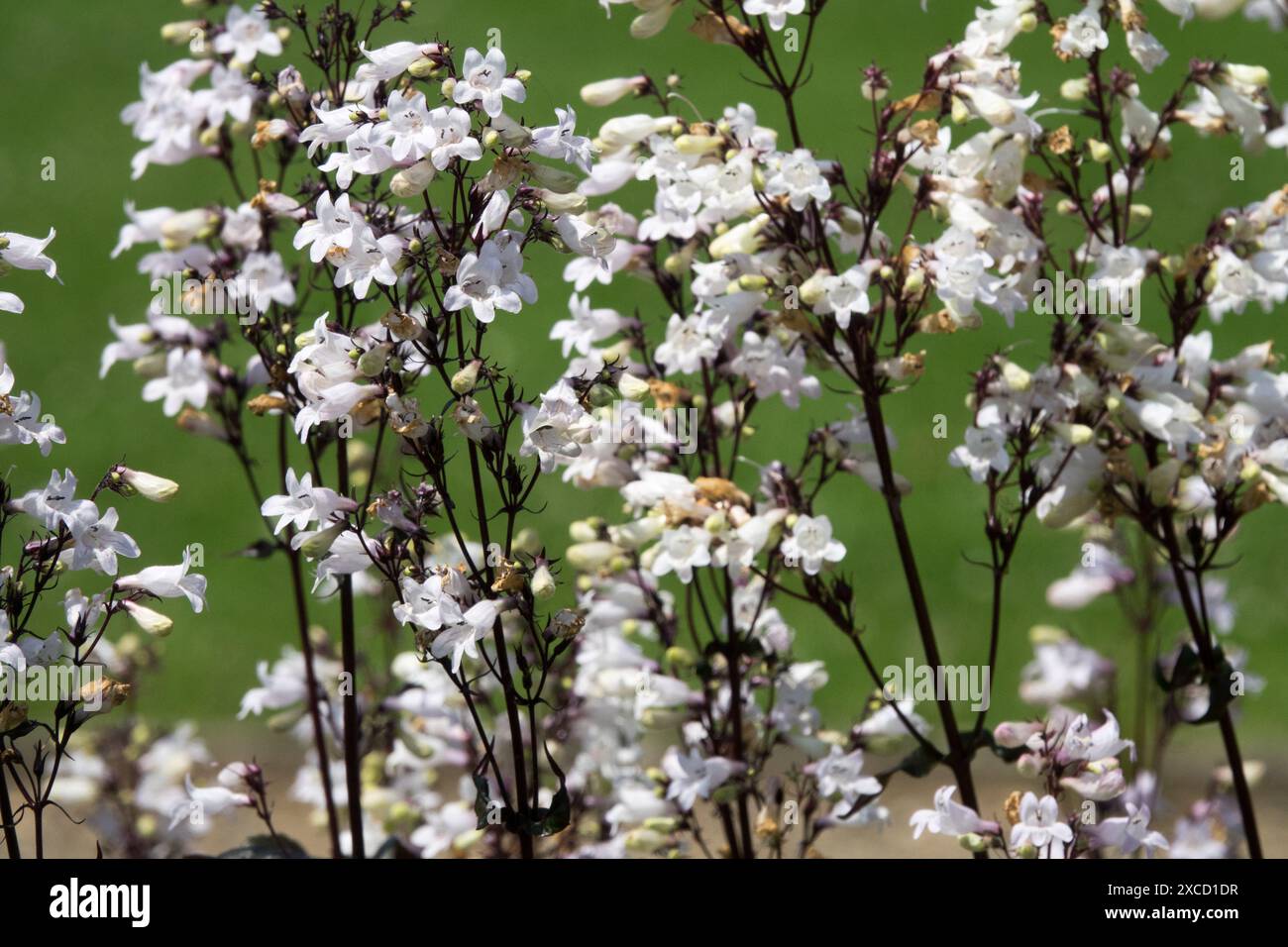 Penstemon digitalis "Huskers Red Superior" Foxglove Beardtongue, Flower ...
