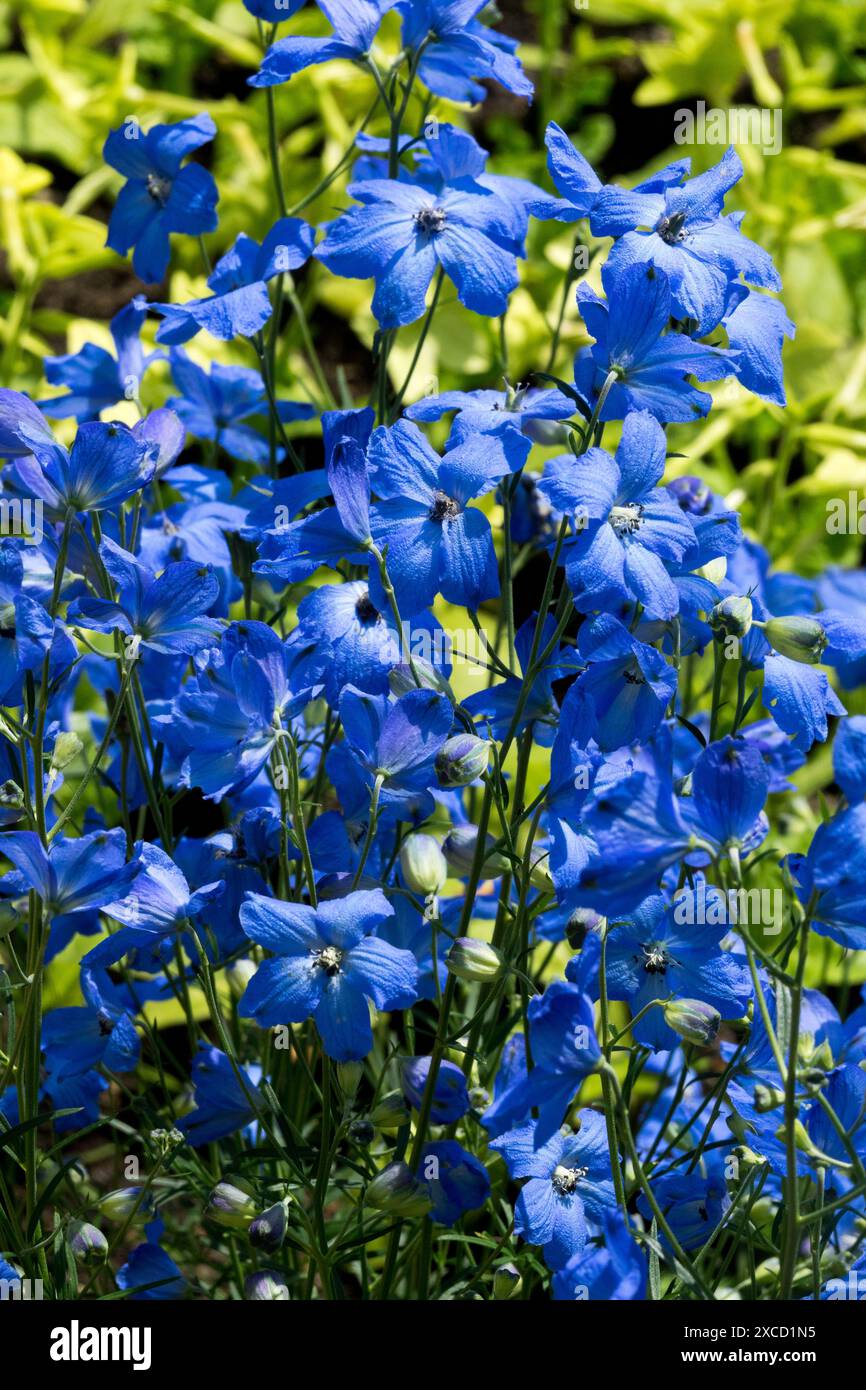 Blue Chinese Delphinium grandiflorum "Cheer Blue" annual plant ...