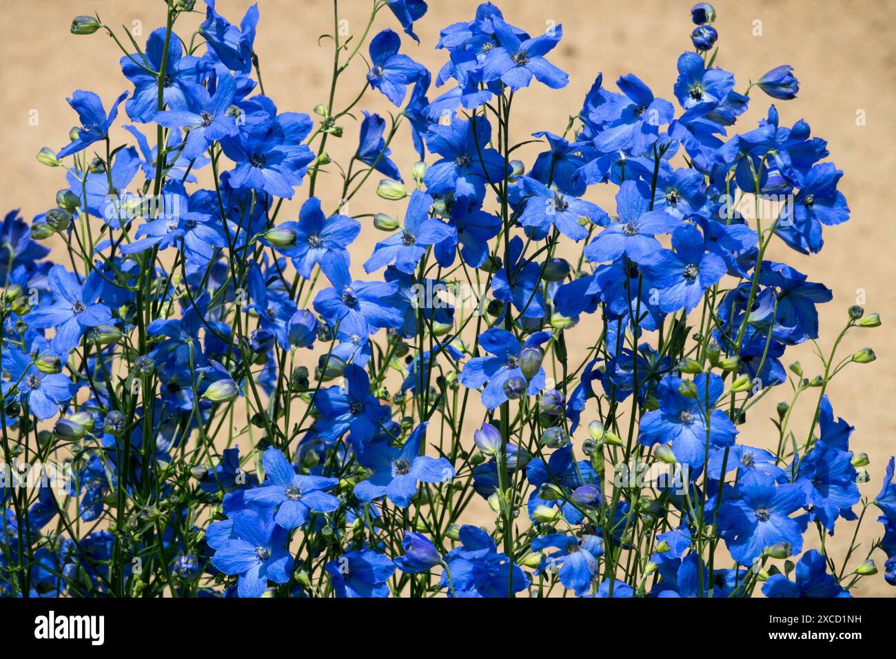 Blue flowers Chinese Delphinium grandiflorum "Cheer Blue" annual plant ...