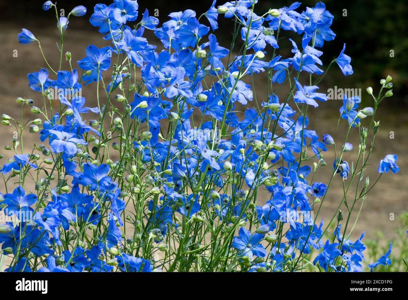 Blue Chinese Delphinium grandiflorum "Cheer Blue" annual plant flowers ...