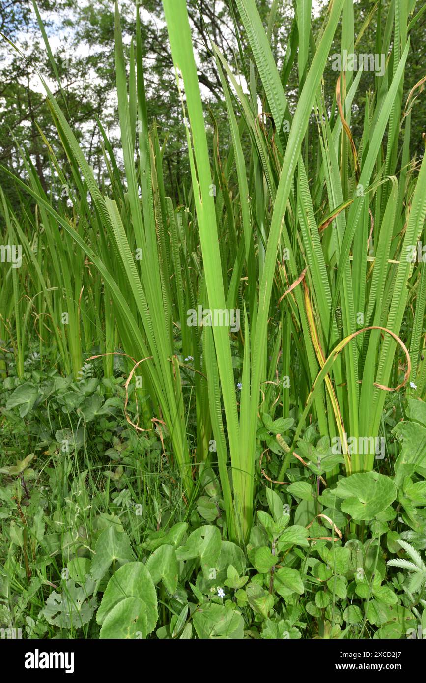 Sweet-flag - Acorus calamus Stock Photo - Alamy
