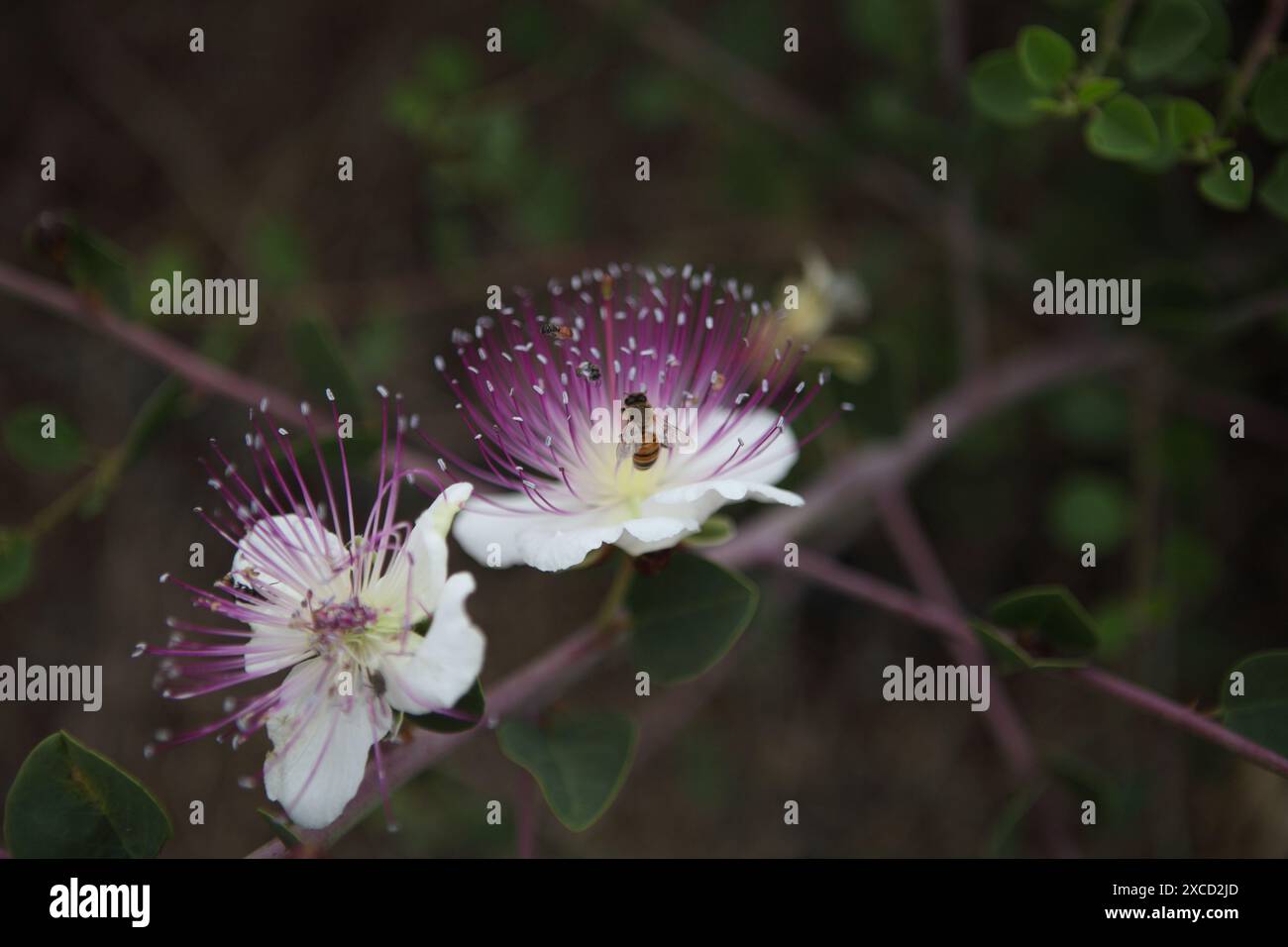 Bee pollinating the flower of the Caper Bush, a wild flowering plant ...