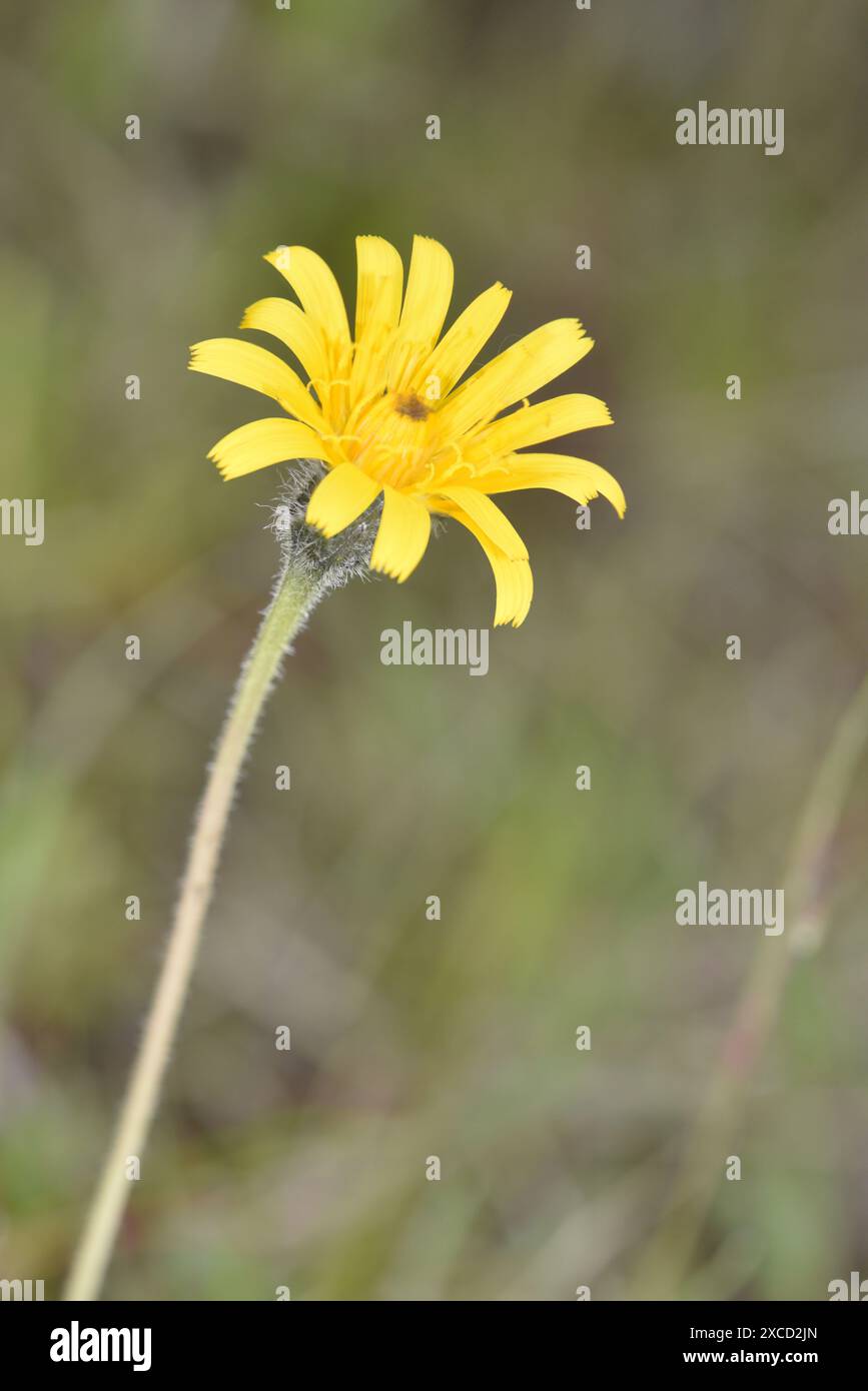 Rough Hawkbit - Leontodon hispidus Stock Photo - Alamy