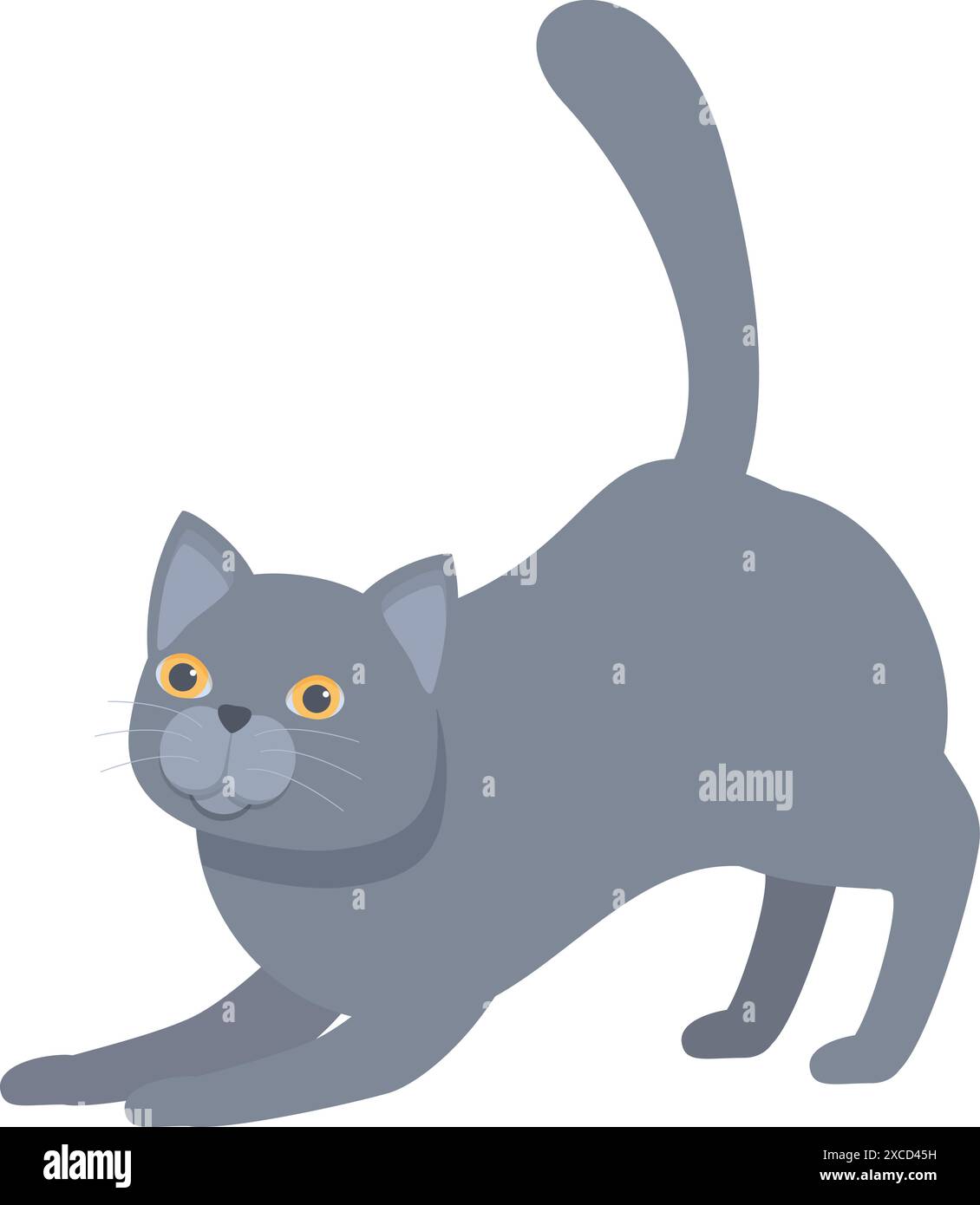 Playful grey cat stretching its body and getting ready to play Stock ...