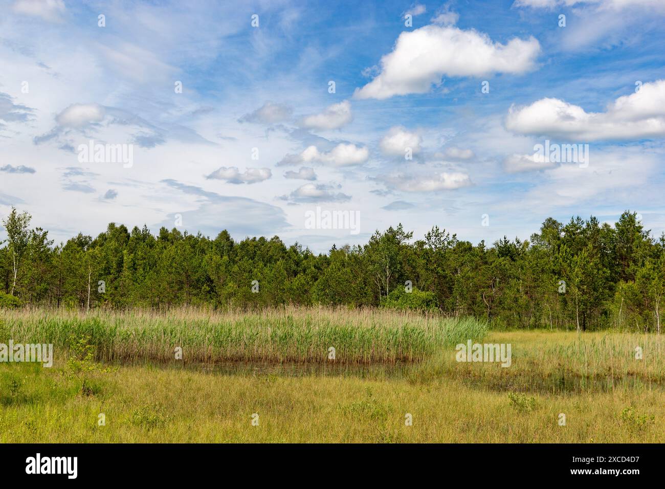 European swamp at summer day. Ecological reserve "Veselska blata ...