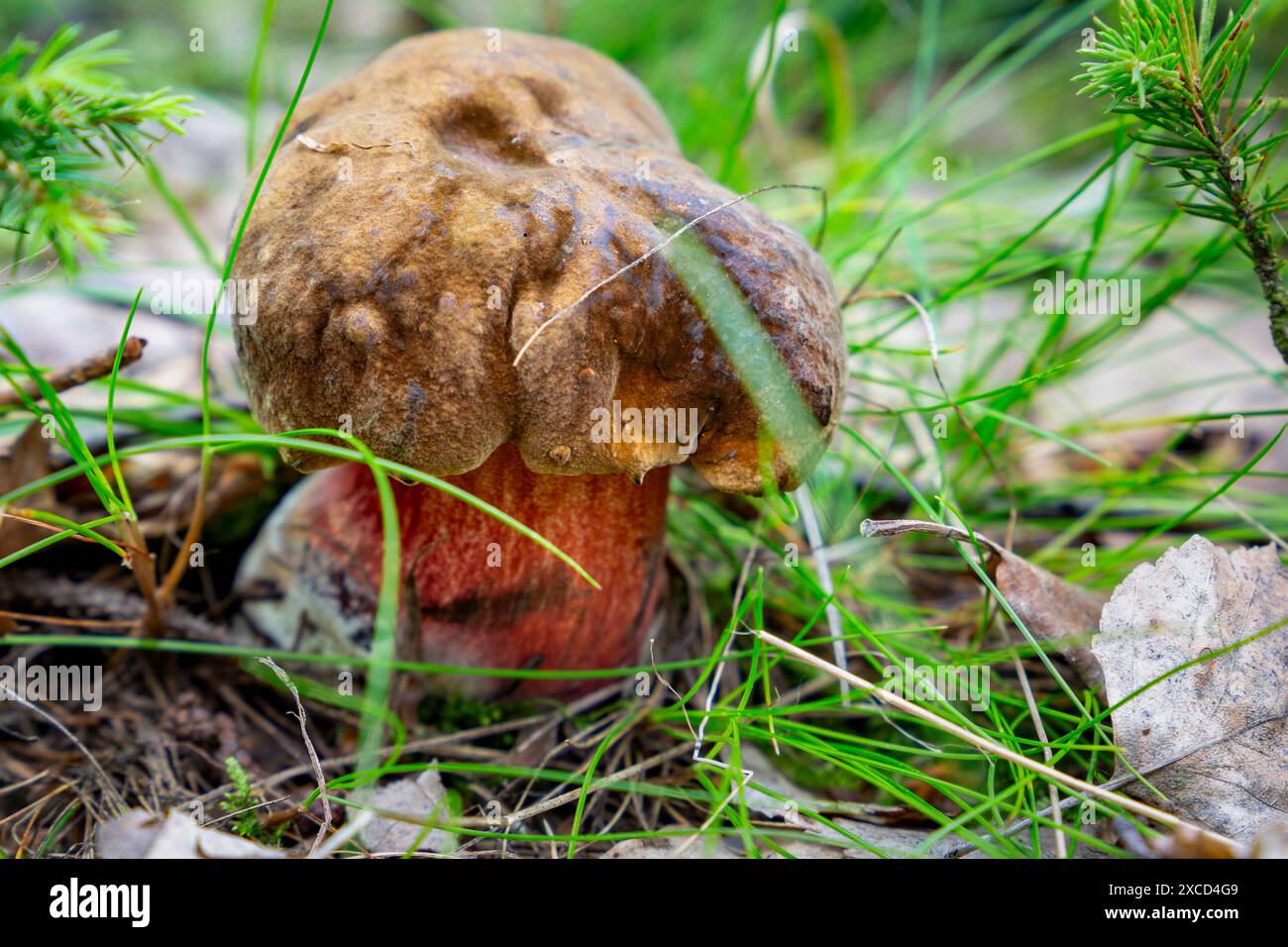 Boletus luridiformis mushroom (Boletus erythropus) in the summer forest ...