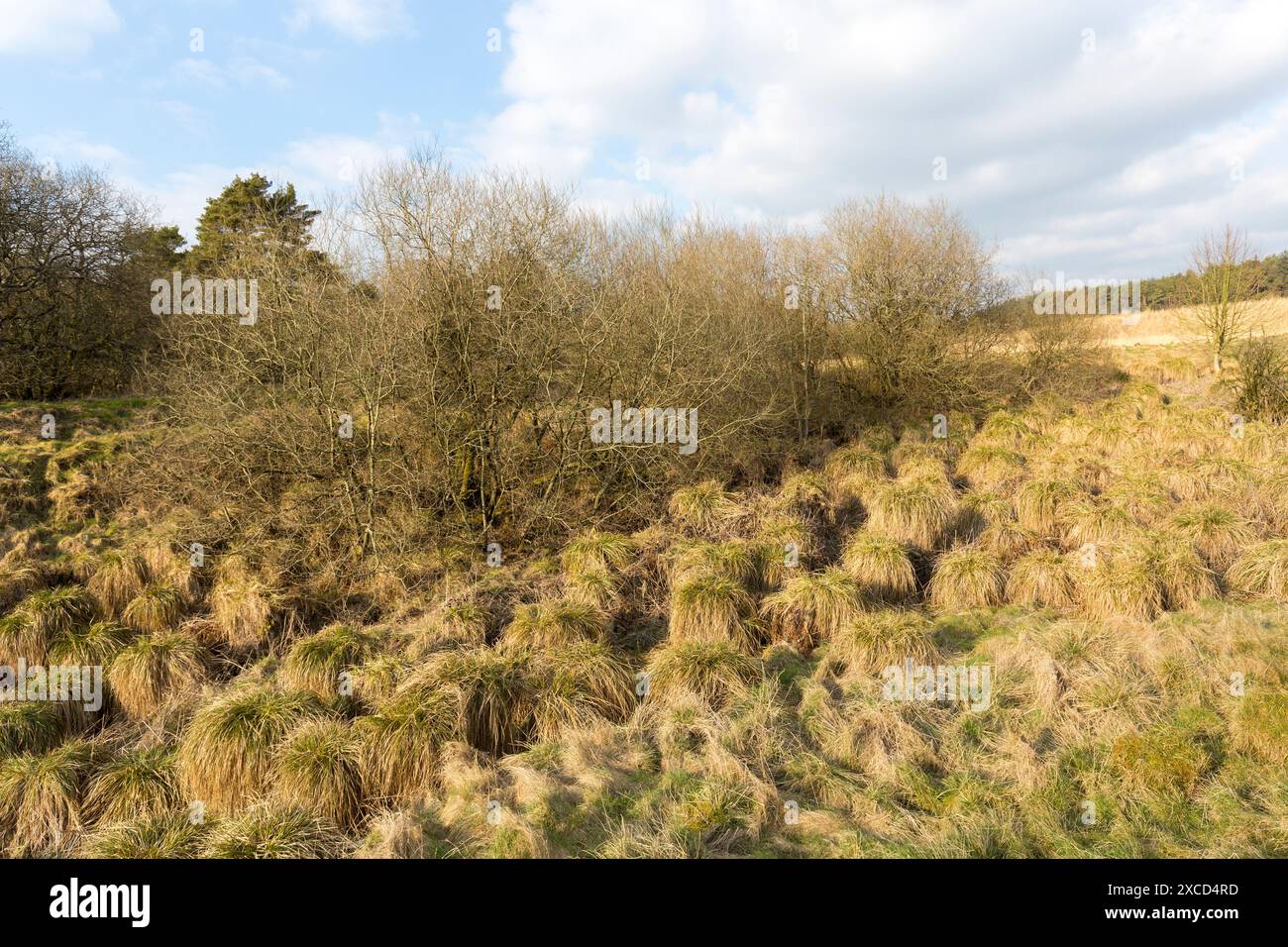 Grass tussocks, the Mineries, Somerset, Mendip, UK Stock Photo - Alamy