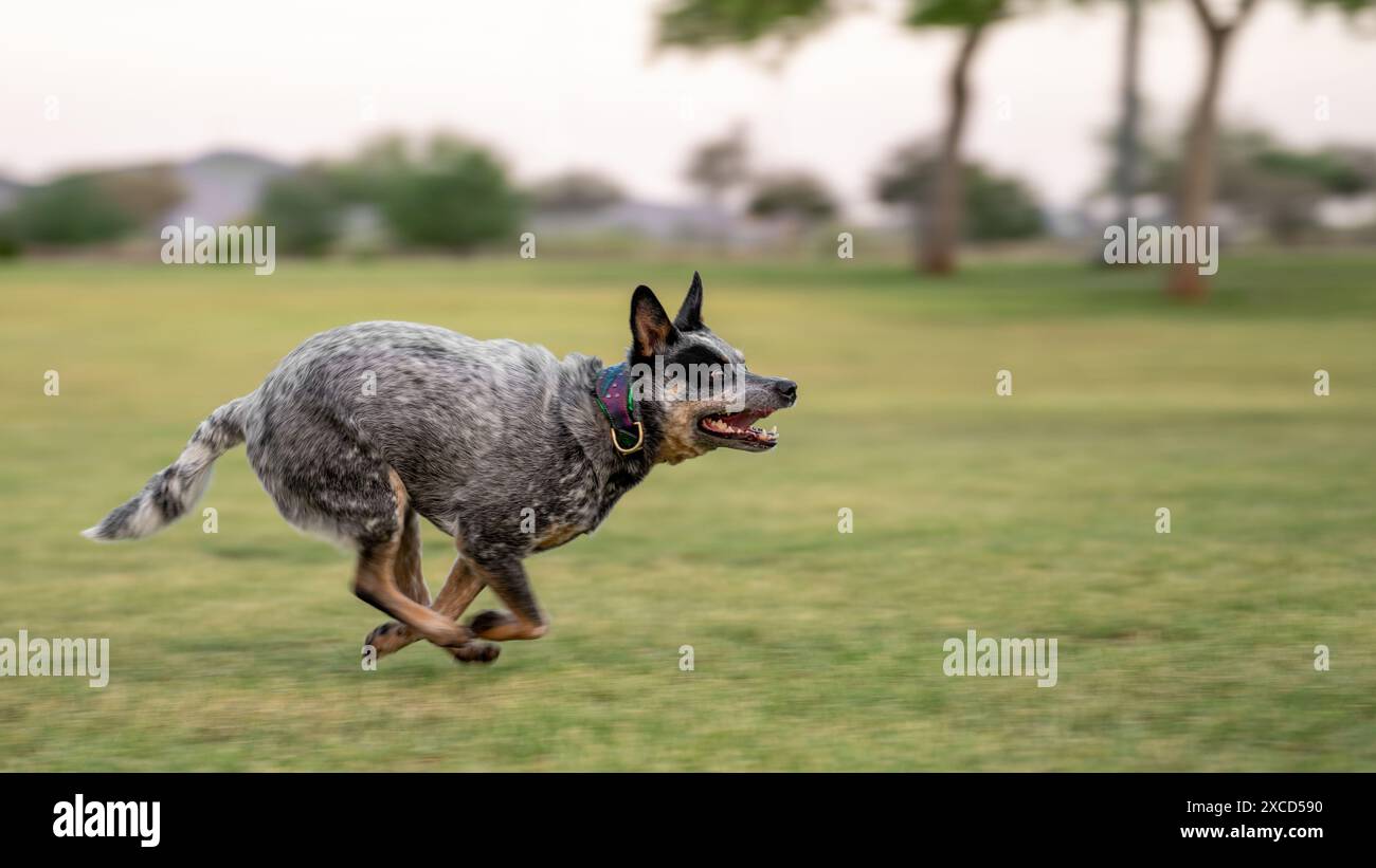 Slower shutter photo of an Australian Cattle Dog running in the grass ...