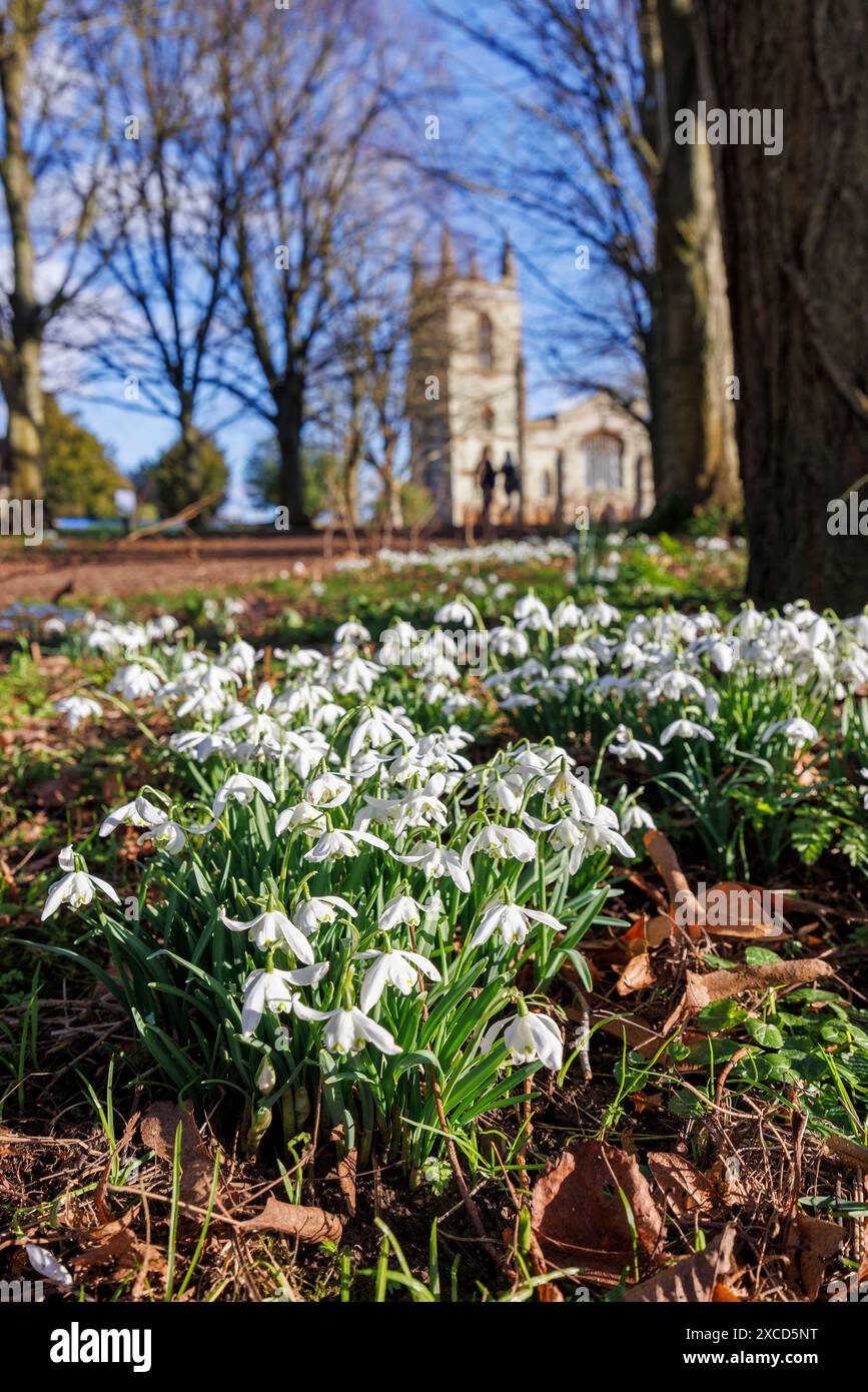Snowdrops, Galanthus nivalis, Canons Ashby, England, UK Stock Photo - Alamy