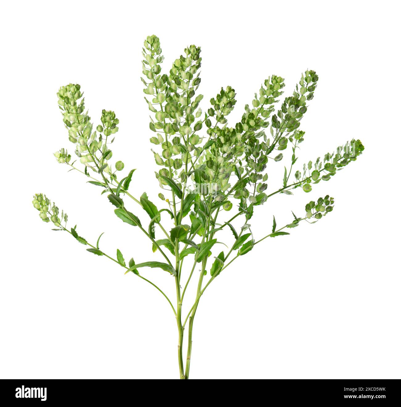 Thlaspi arvense isolated on white background. Flattened, oval seedpods ...