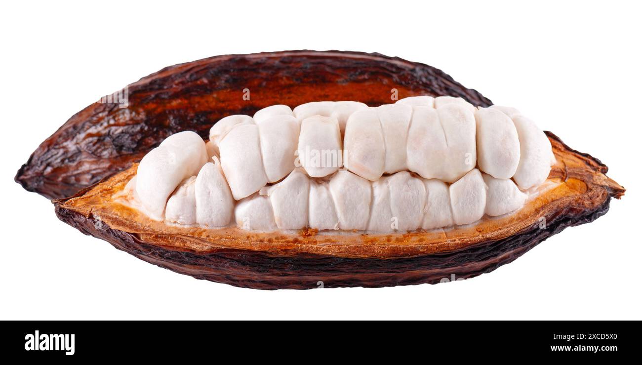 Fresh cacao fruits isolated on white background. Dark red cocoa pods ...