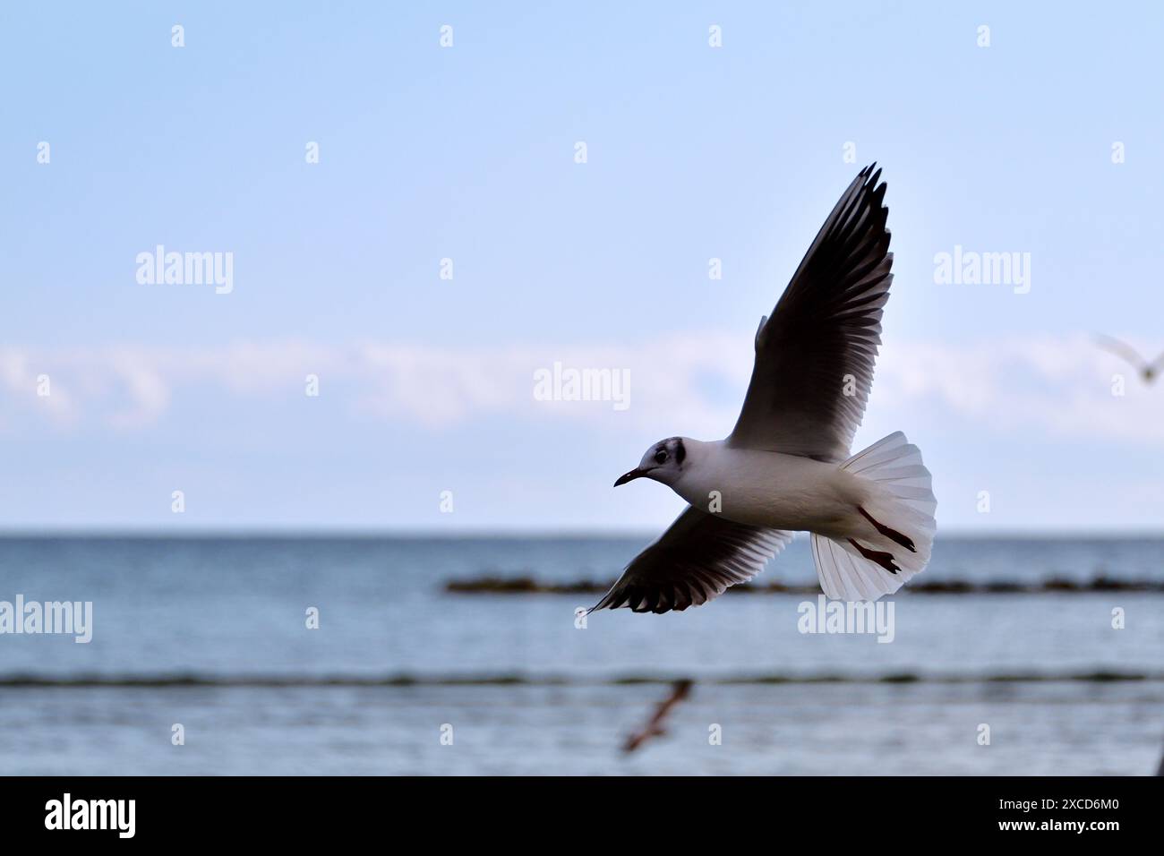 Seagull flying above the water in a public beach in Oroklini, Larnaca ...