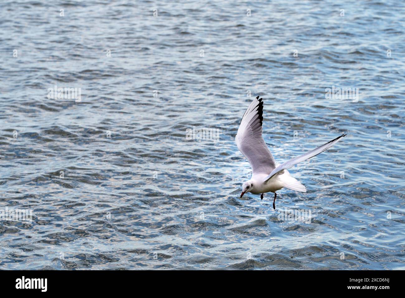 Seagull flying above the water in a public beach in Oroklini, Larnaca ...