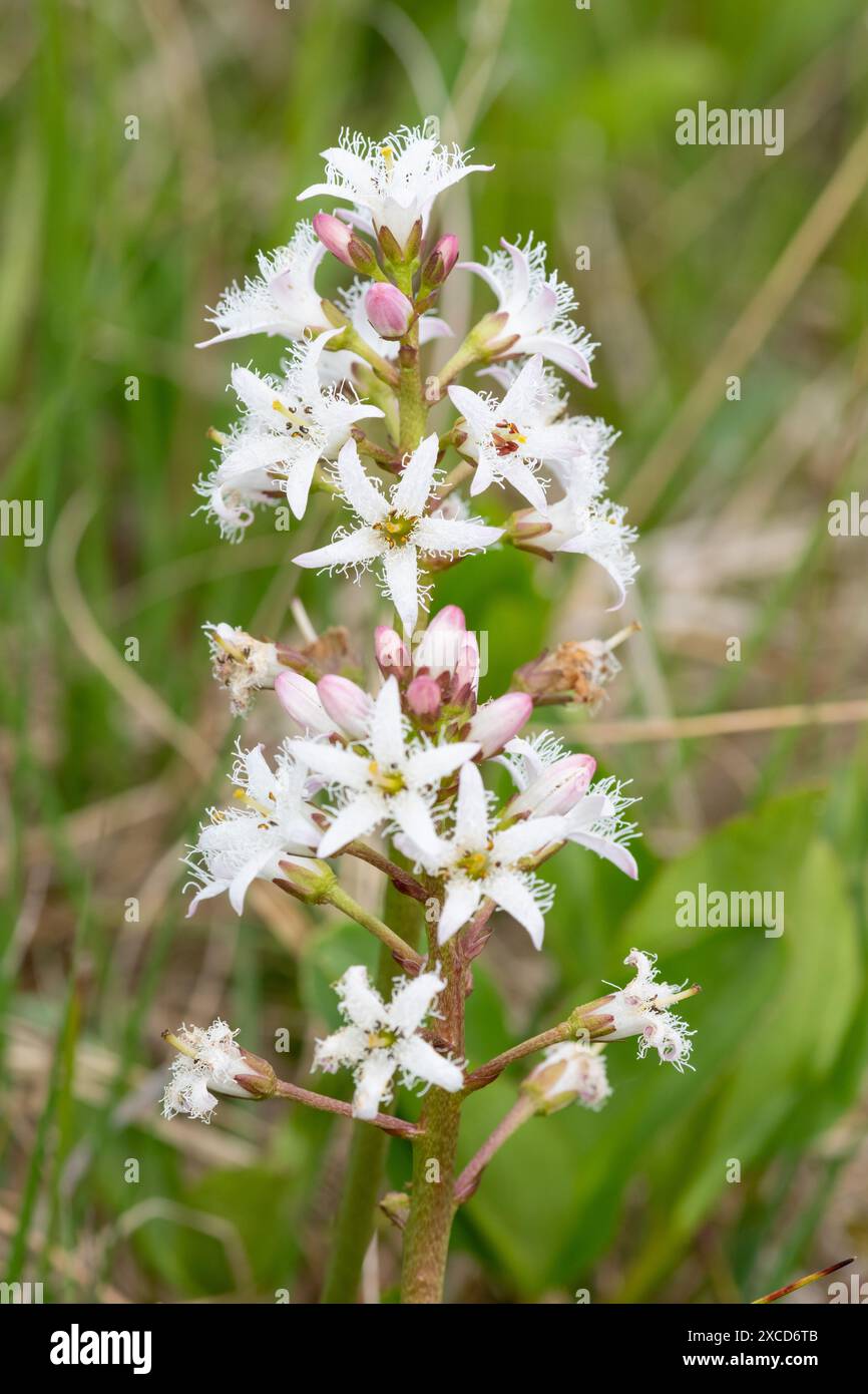 Meryanthes trifoliata hi-res stock photography and images - Alamy