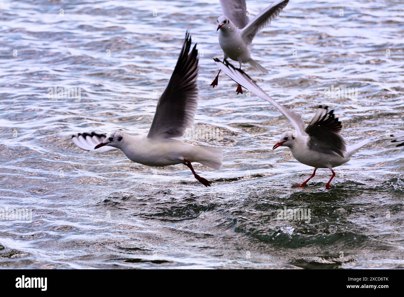 Three Seagulls flying above the water in a Public beach in Oroklini ...