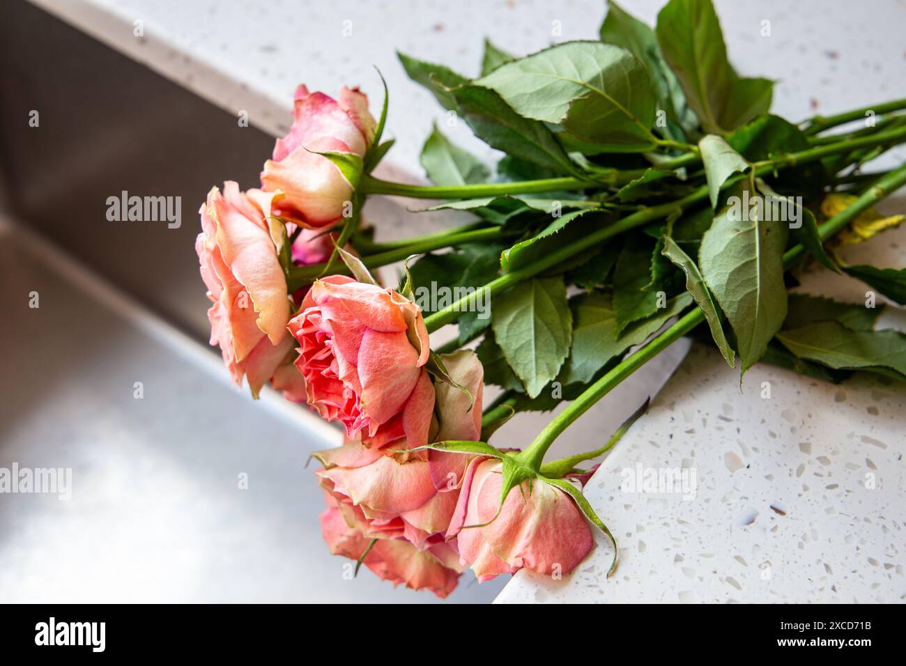 A bunch of wilted pink roses with green leaves lying on a speckled ...