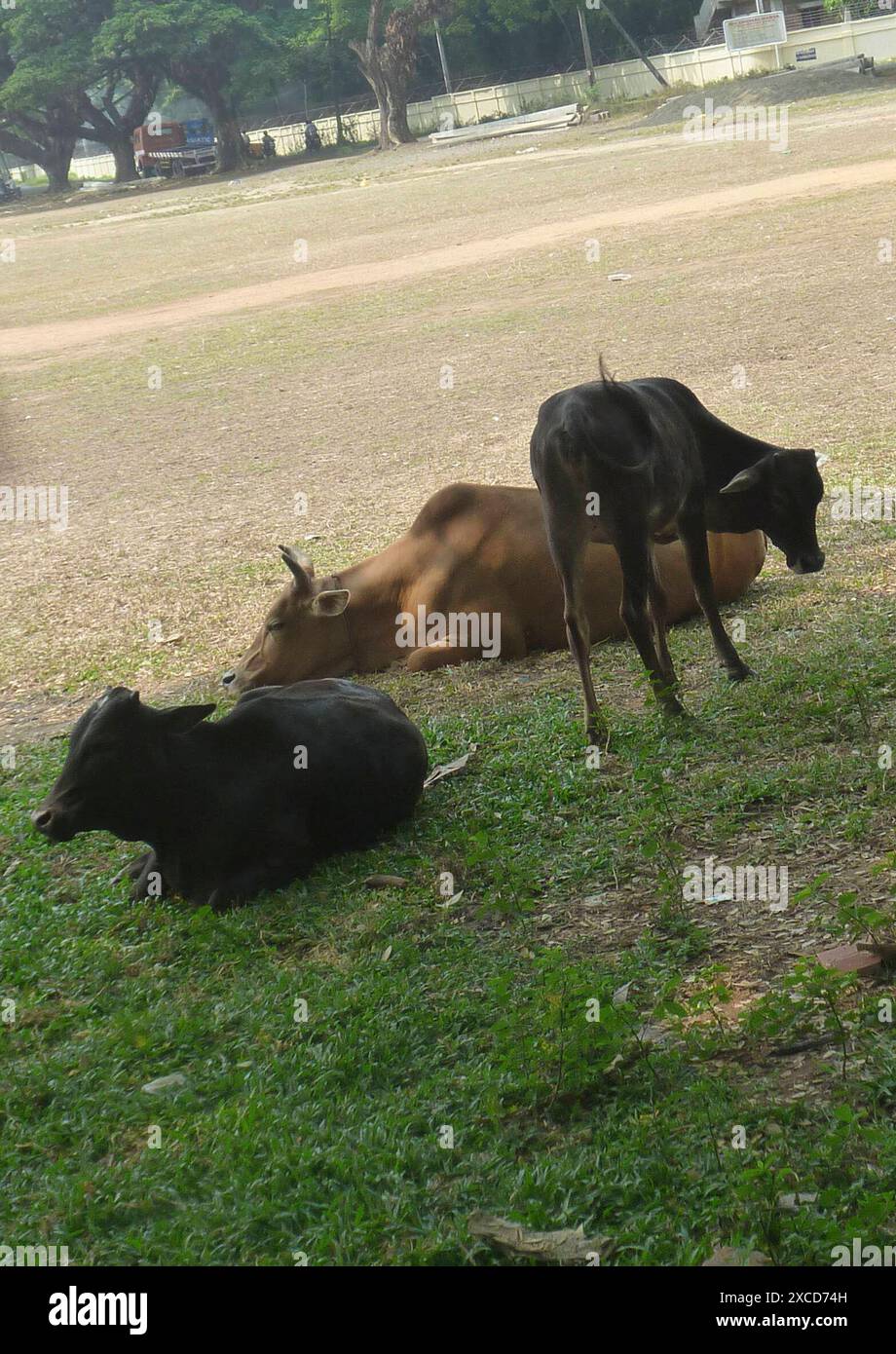 cow cows cattle farm animals farm animal farm animal husbandry animal ...