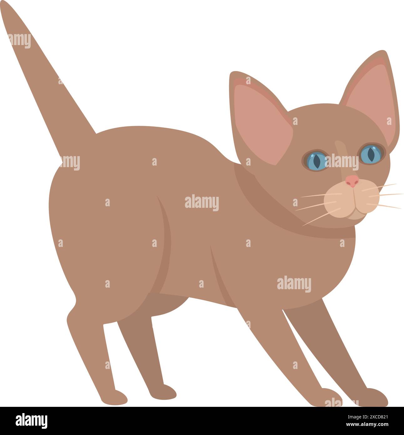 Brown kitten with blue eyes arching its back and preparing to pounce ...