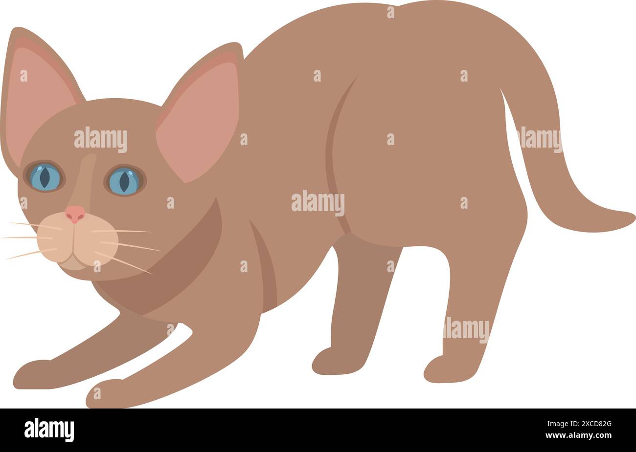 Playful brown cat getting ready to jump and pounce, with bright blue ...