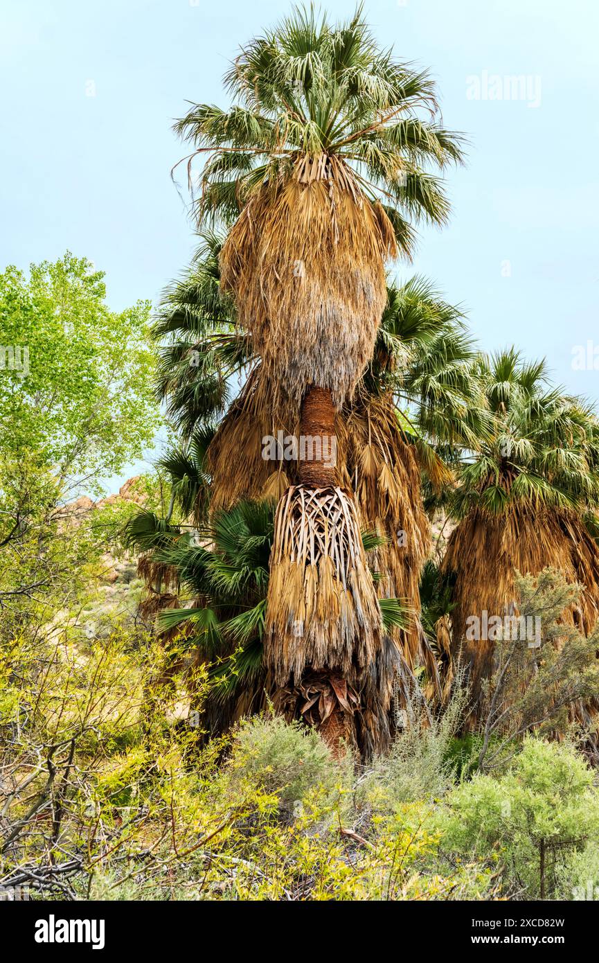 Unusual Palm Trees; Cottonwood Spring; Joshua Tree National Park ...