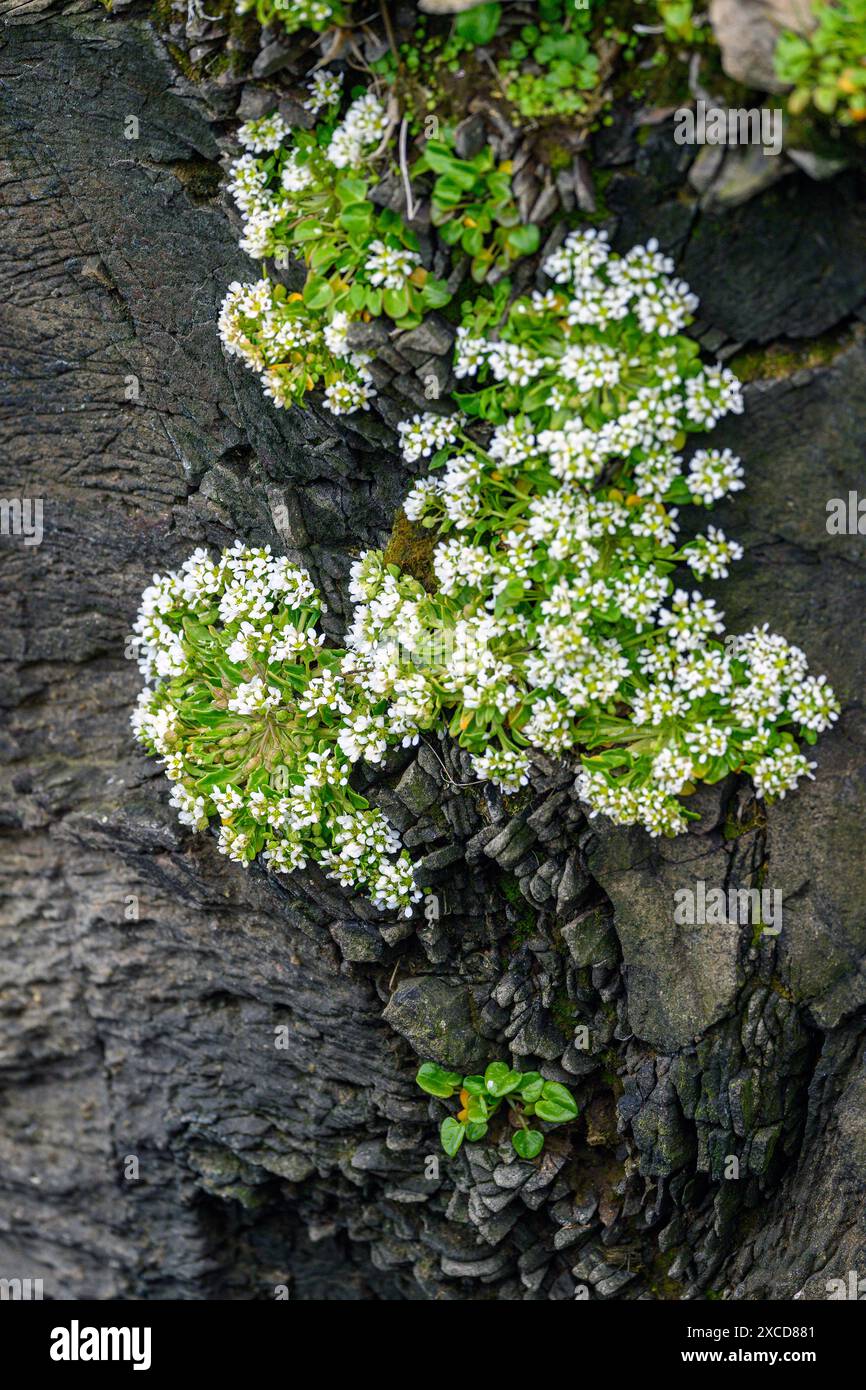 Common scurvygrass (Cochlearia officinalis) growing in the bird cliff ...