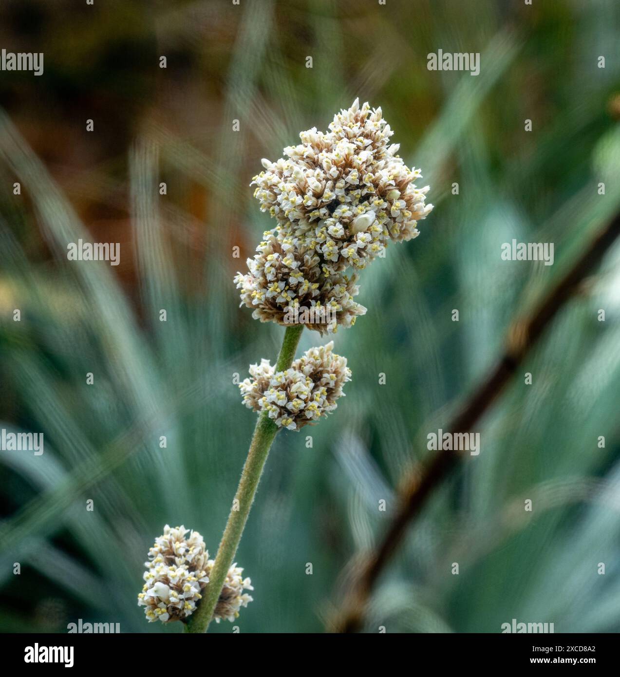 Blossom of Hechtia capituligera a plant species in the genus Hechtia ...