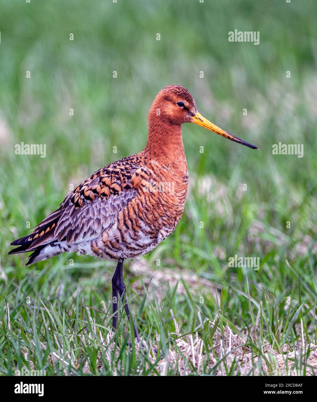 Black-tailed Godwit (Limosa limosa islandica) from Raudasandor ...